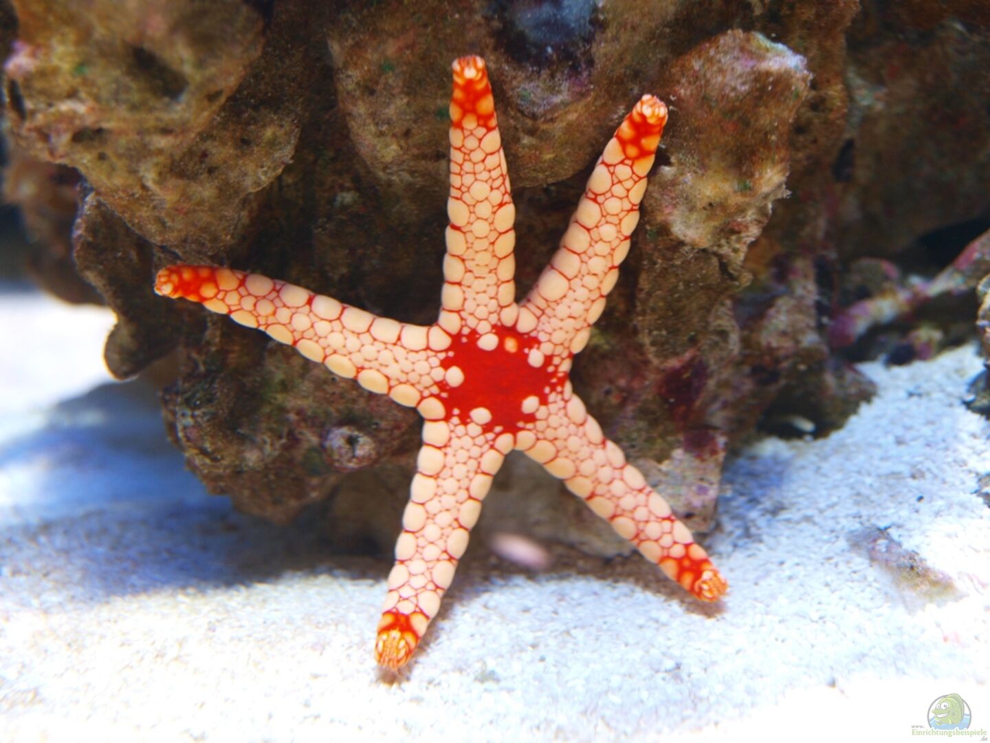 Fromia nodosa - Knotiger Seestern: Alle wichtigen Infos