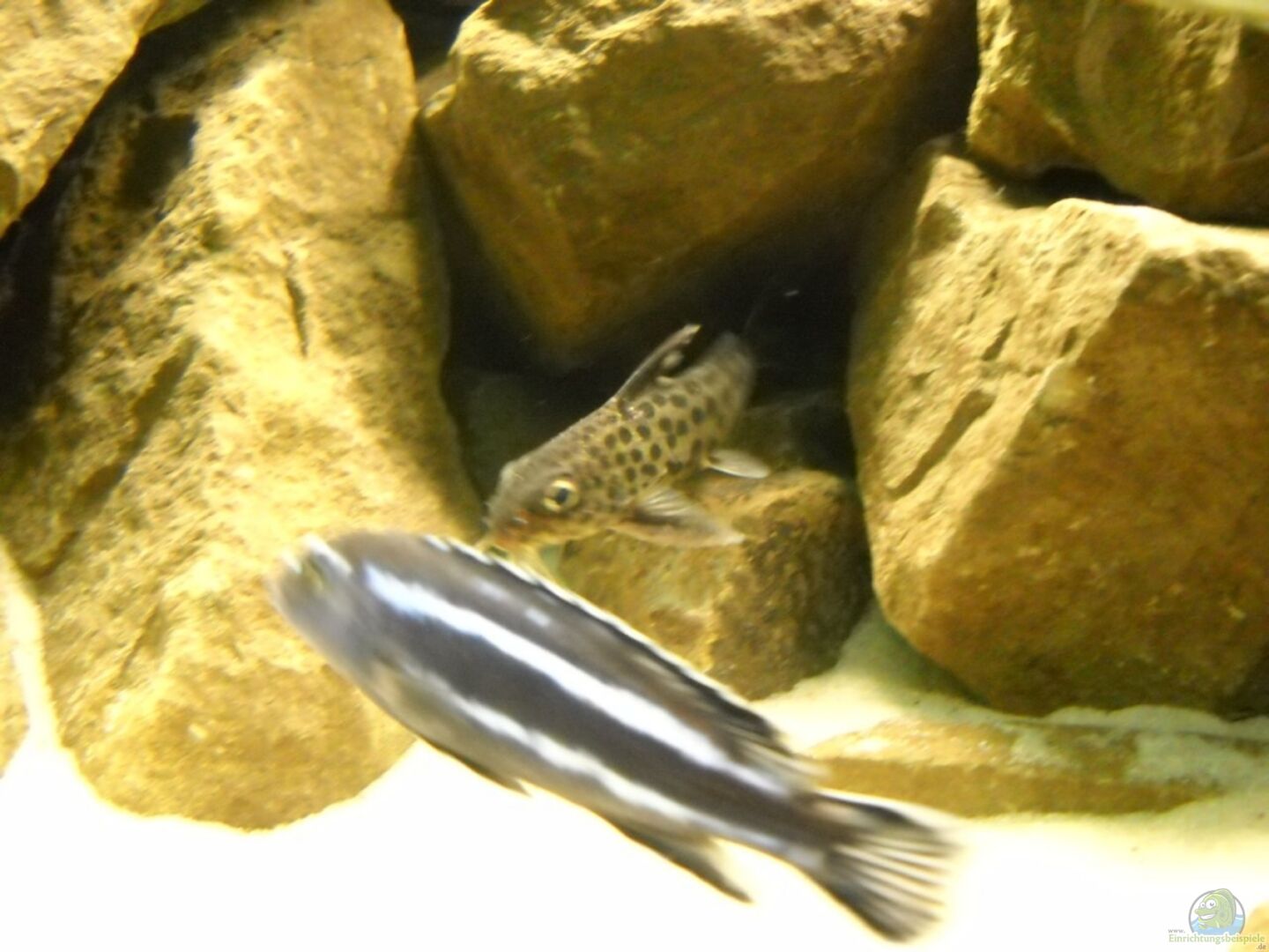 Synodontis multipunctatus - Vielpunkt-Kuckuckswels