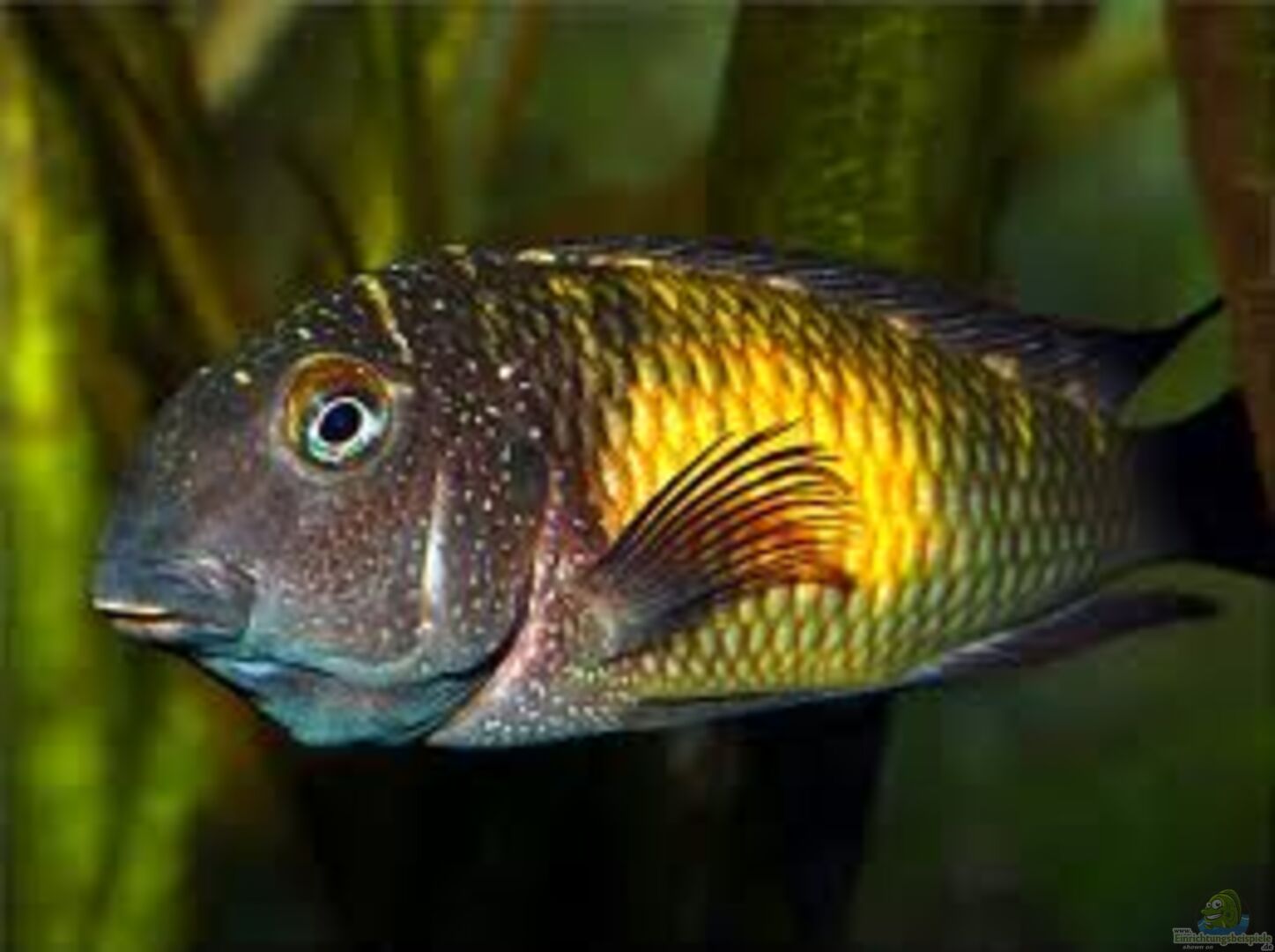 Tropheus moorii ´Mpulungu´: Alle wichtigen Infos