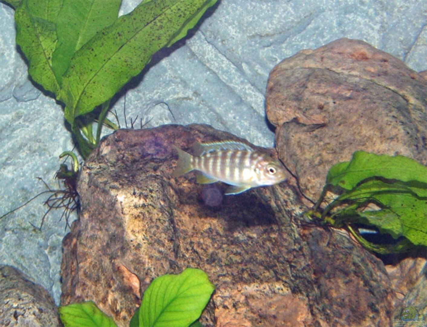 Tropheops-Arten: Alle wichtigen Infos