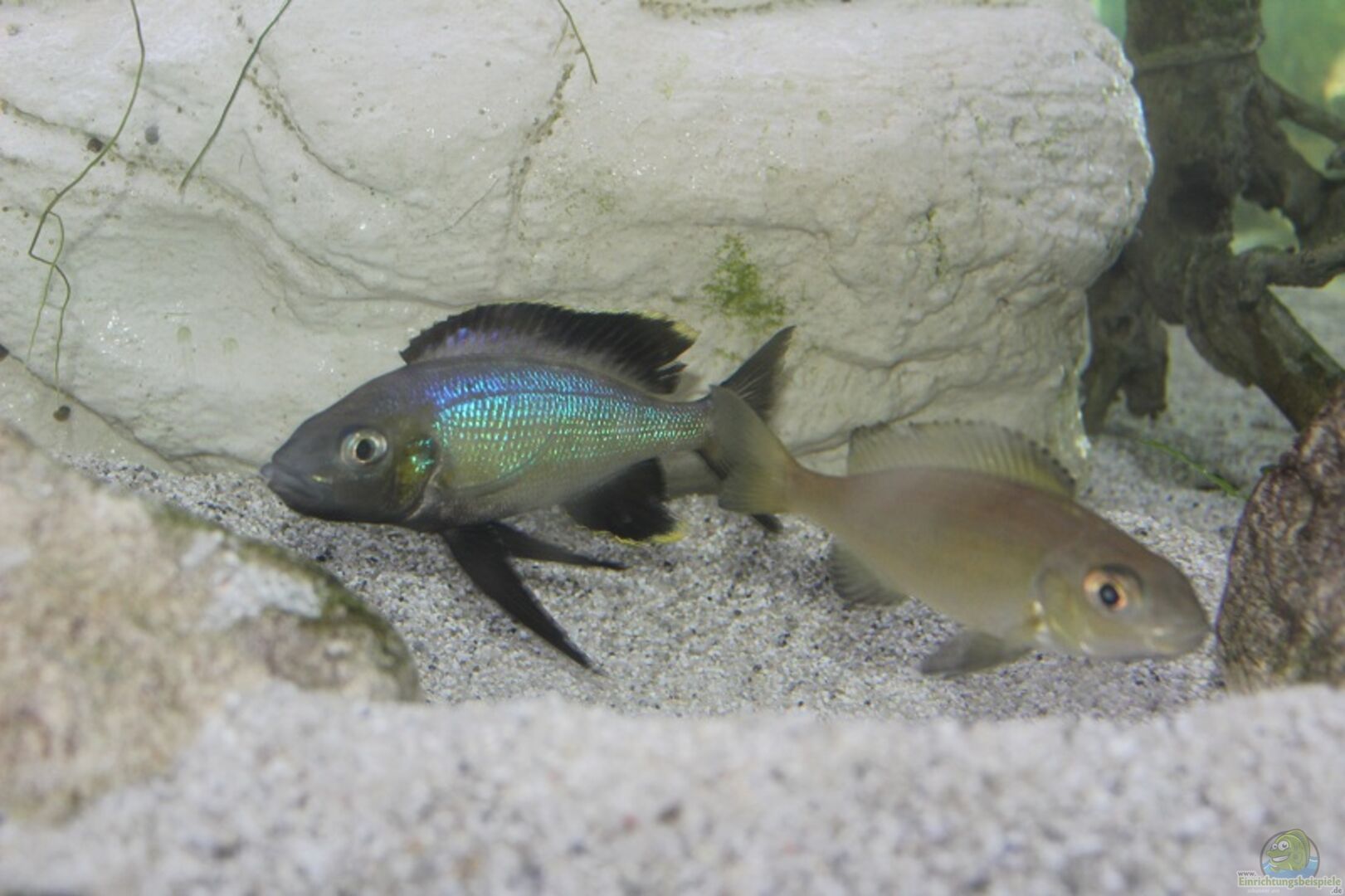 Cyathopharynx foae: Alle wichtigen Infos