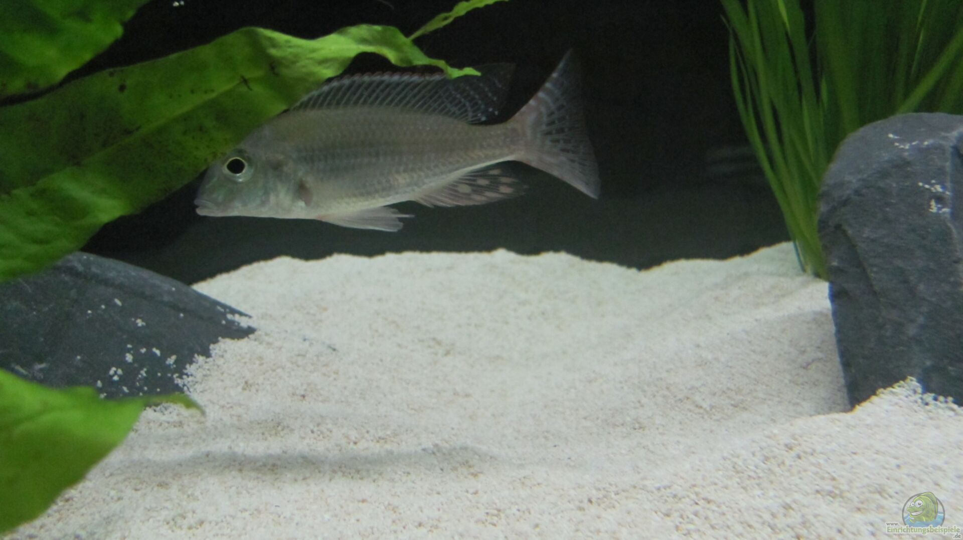 Lethrinops albus: Alle wichtigen Infos