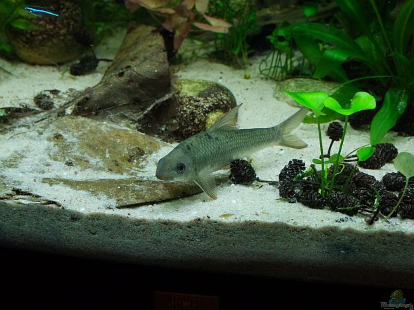 Crossocheilus latius - Indischer Algenfresser