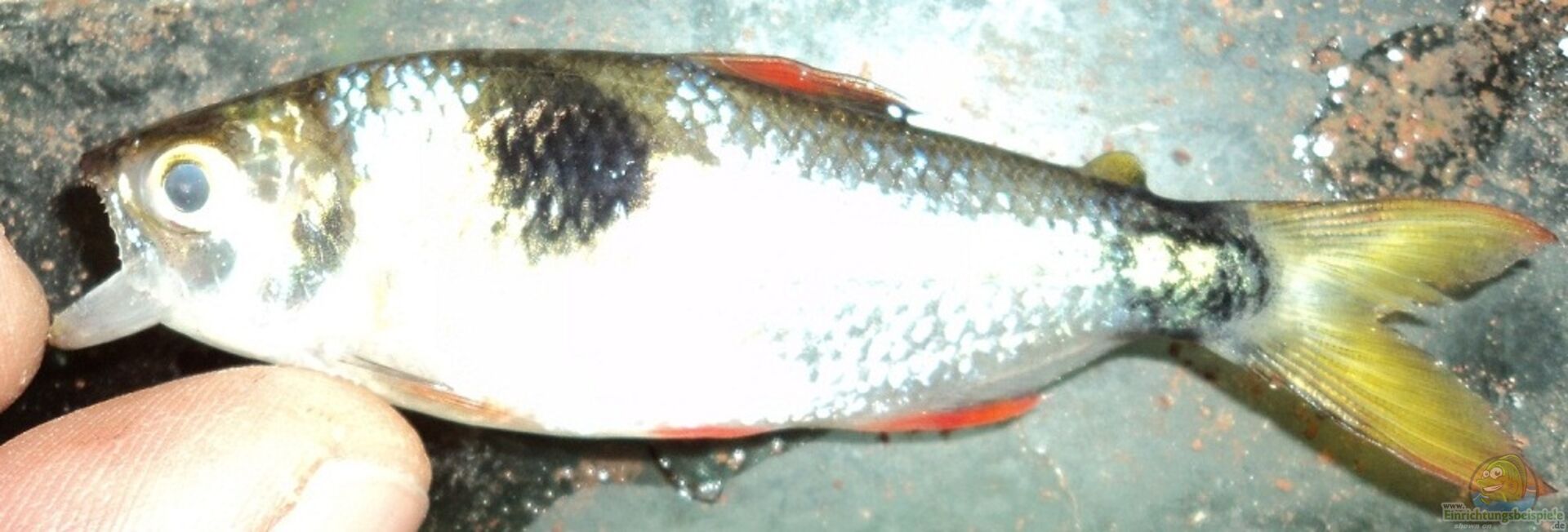 Exodon paradoxus - Zweitupfen-Raubsalmler: Alle Infos