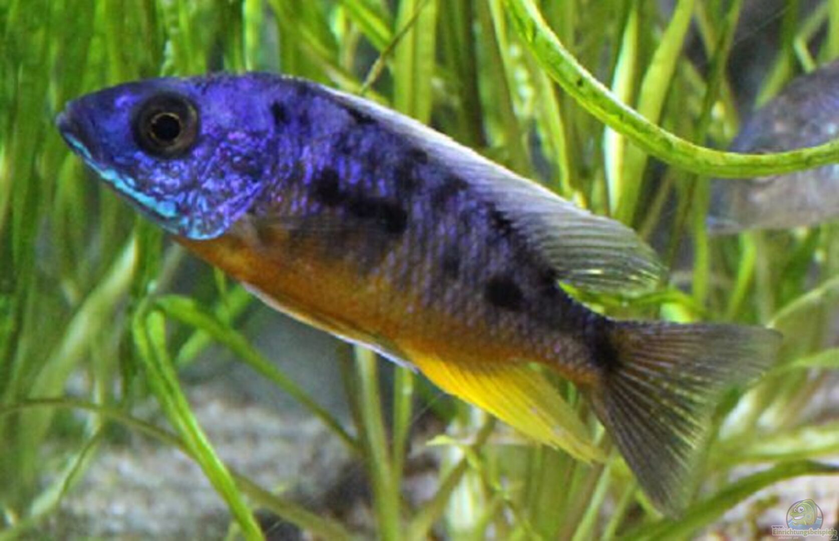 Protomelas spilonotus: Alle wichtigen Infos