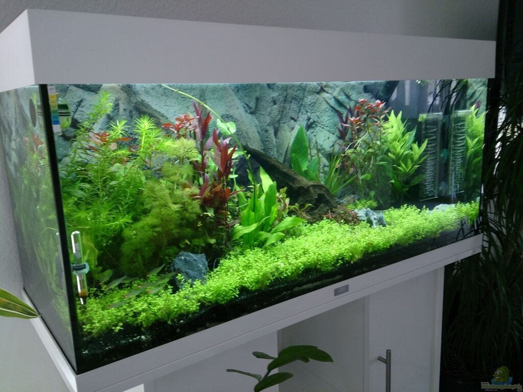 Aquarium von Franky: Juwel Rio 180