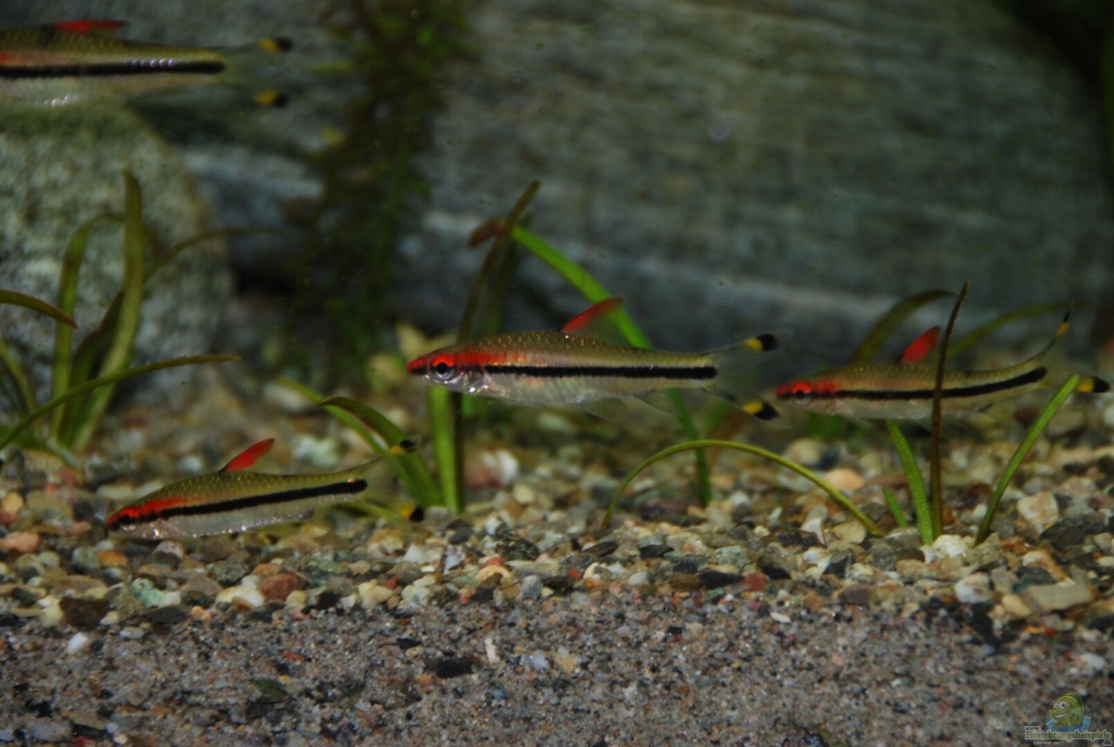 Puntius denisonii - Denisonbarbe: Alle wichtigen Infos