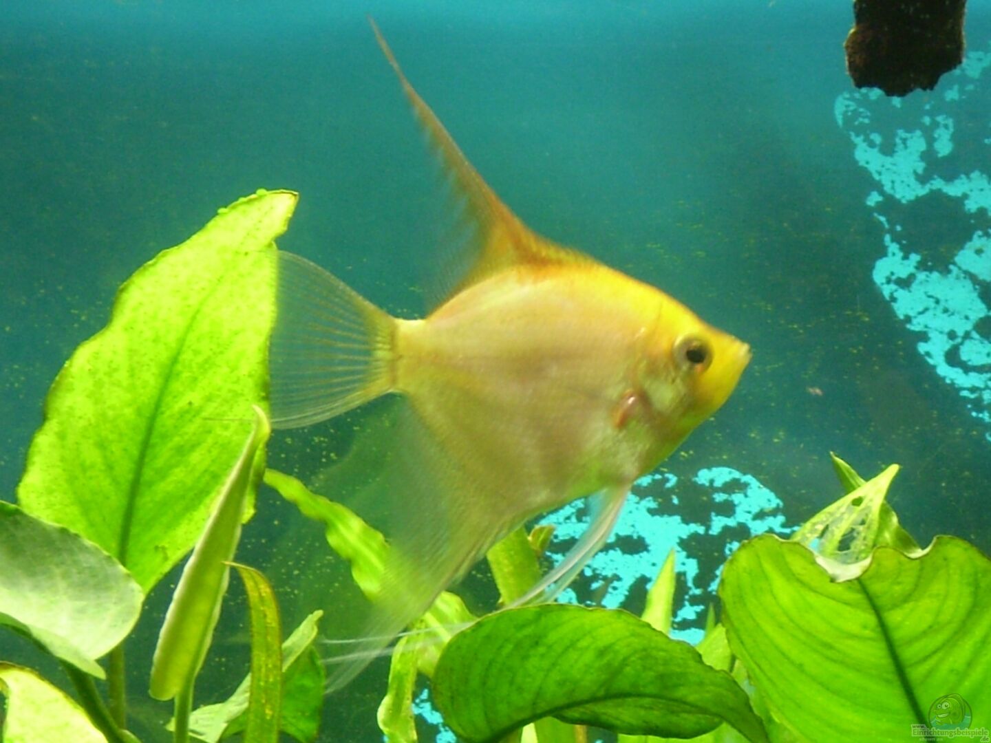 Pterophyllum - Segelflosser: Alle wichtigen Infos