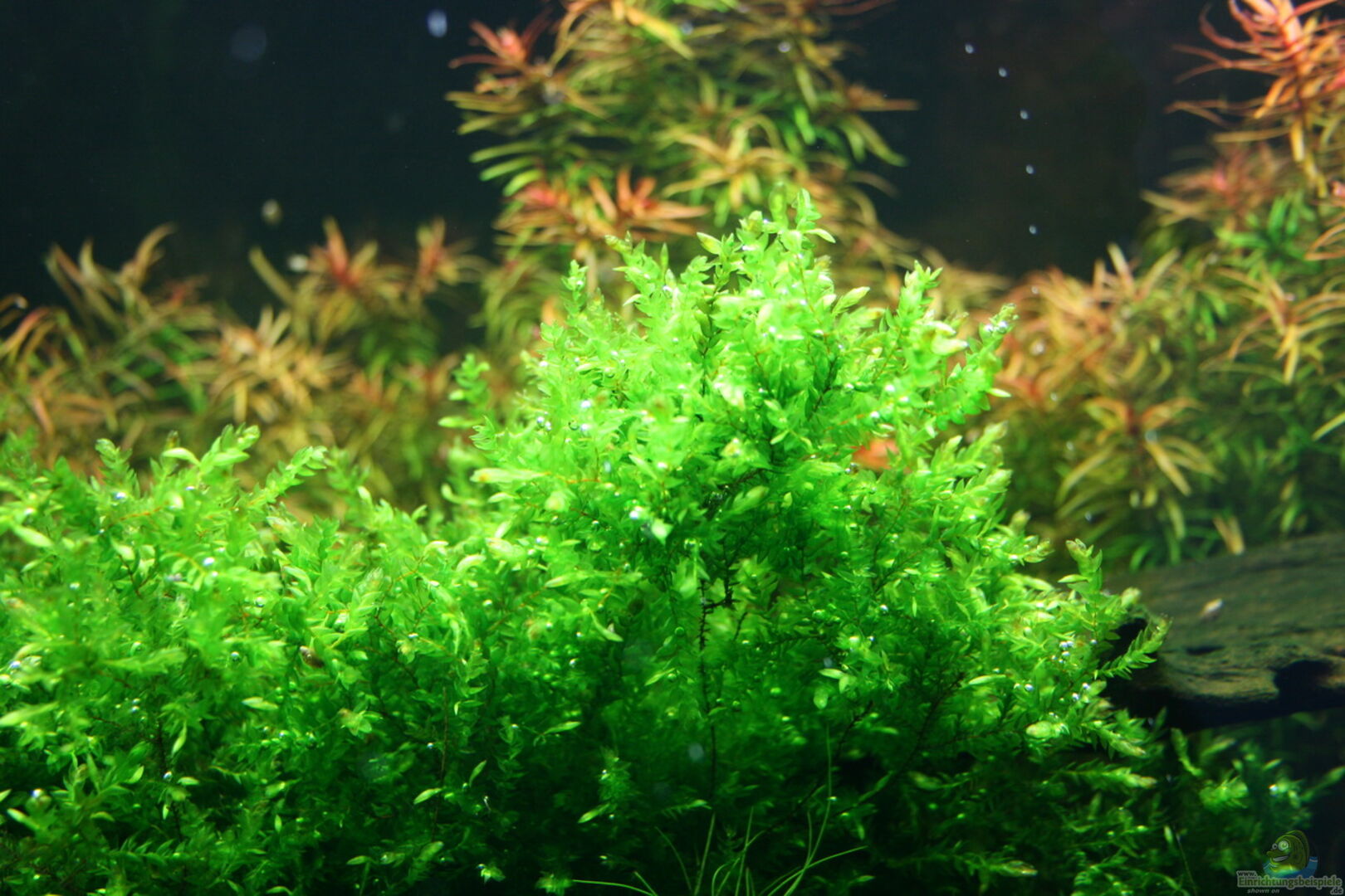 Fontinalis antipyretica - Quellmoos: Alle Infos