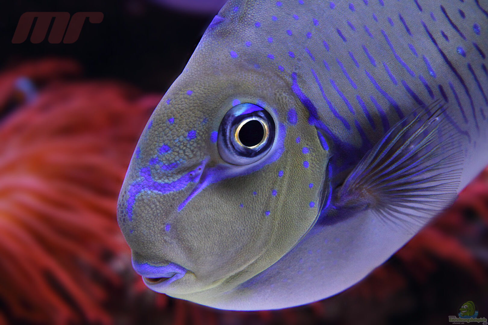 Naso vlamingii - Masken-Nasendoktor: Alle Infos