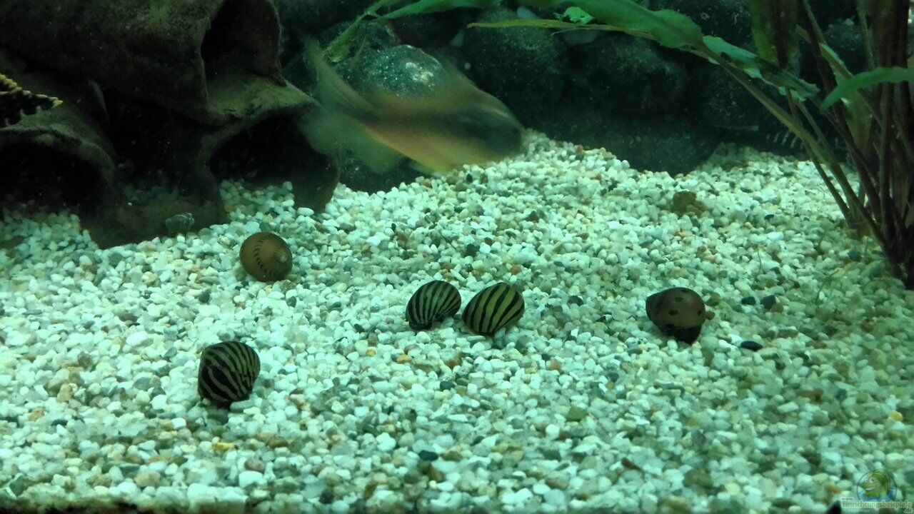 Aquarium von Jörg Deußen: Rio Nanay Tank