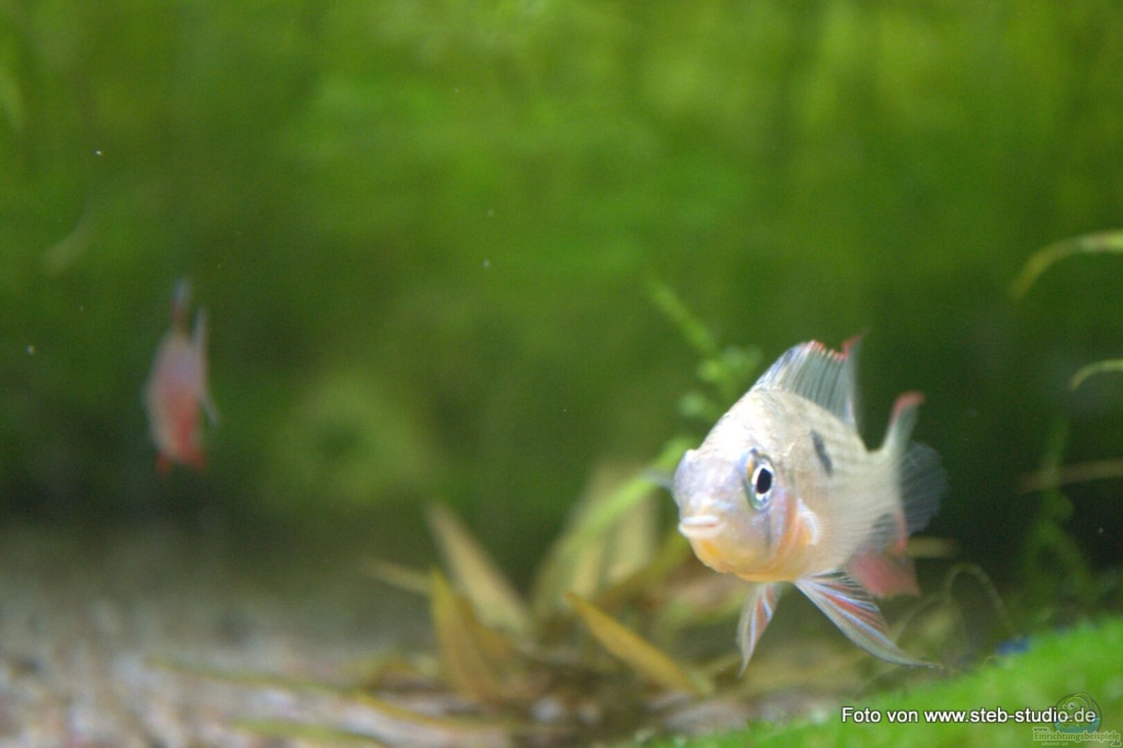 Buntbarsche - Cichliden: Alle wichtigen Infos