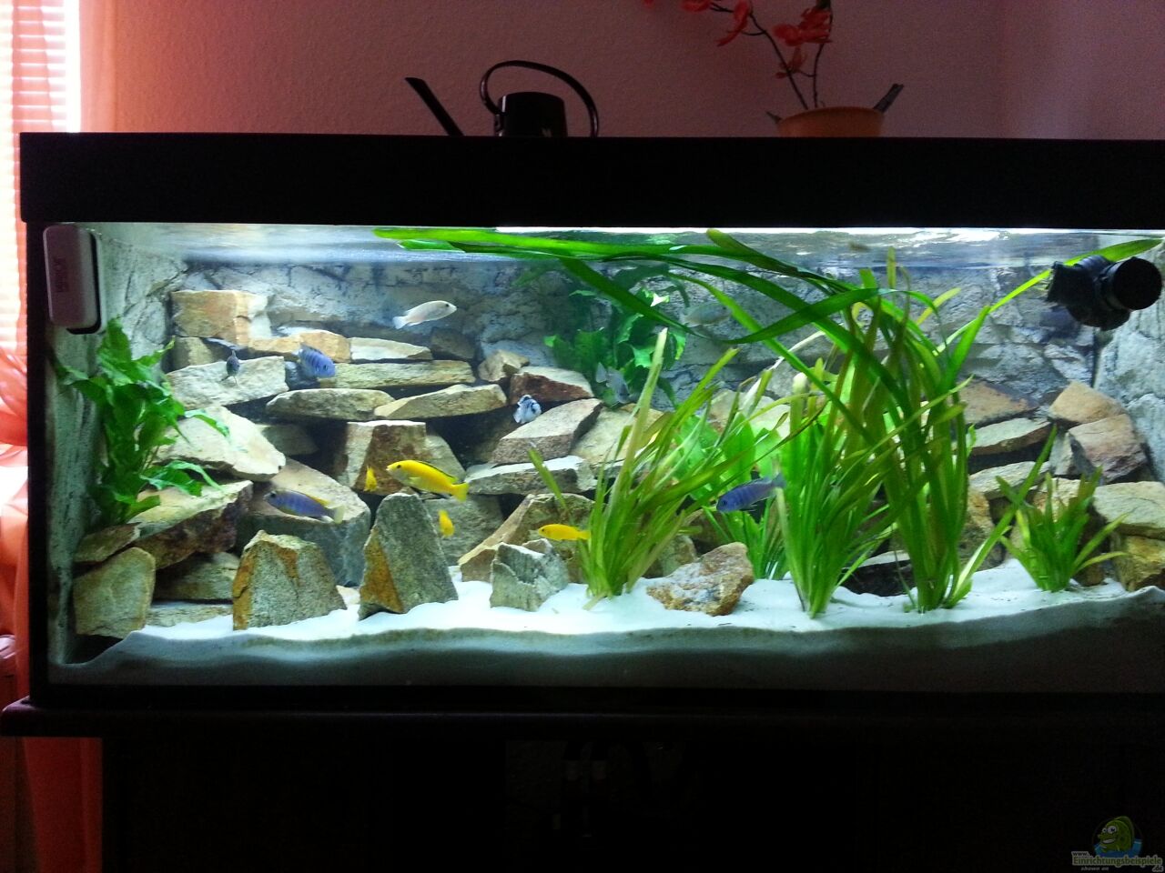 Aquarium von AFRA: Malawi