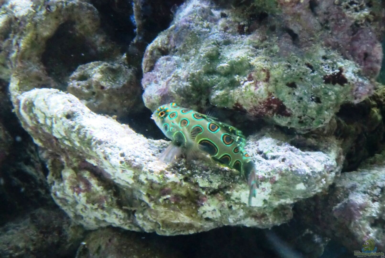 Synchiropus splendidus - Mandarinfisch: Alle Infos