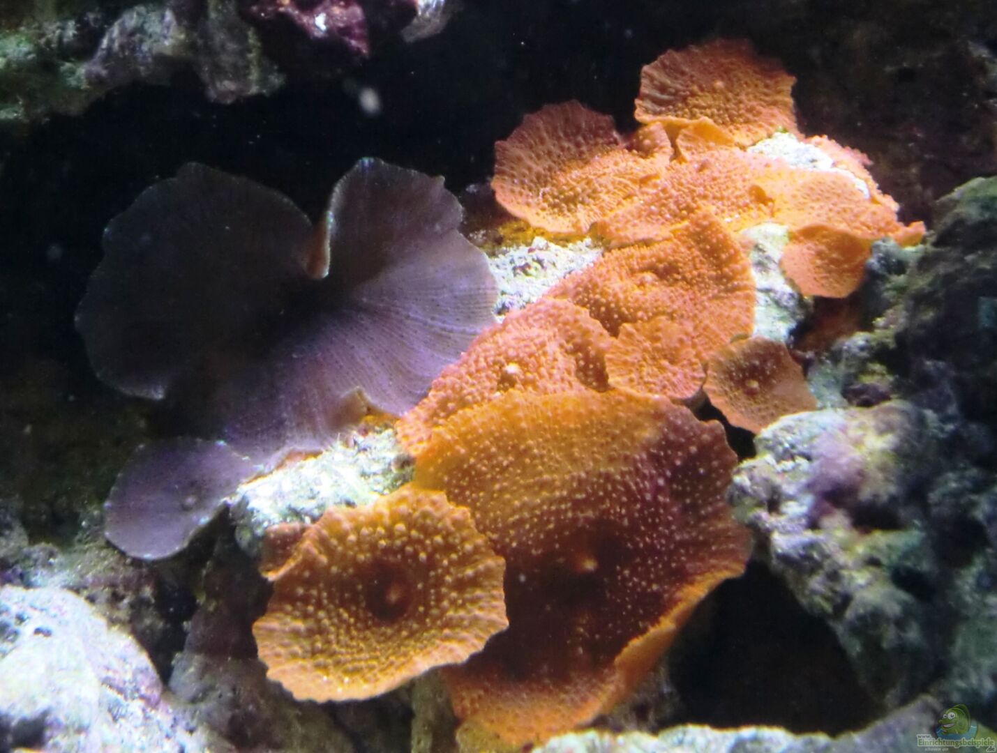 Stichodactyla helianthus - Sonnenanemone: Alle Infos