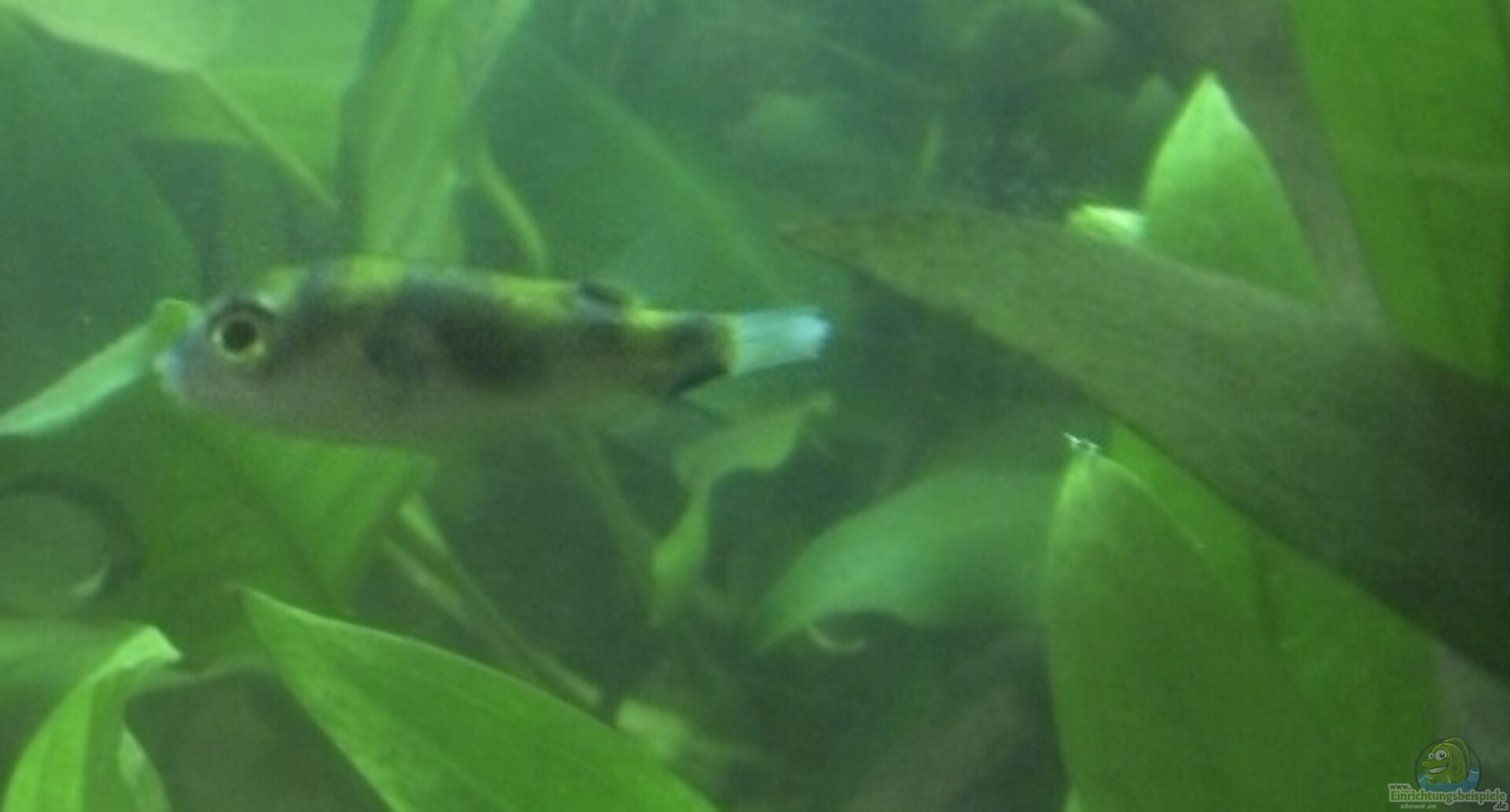 Colomesus asellus - Assel-Kugelfisch: Alle Infos