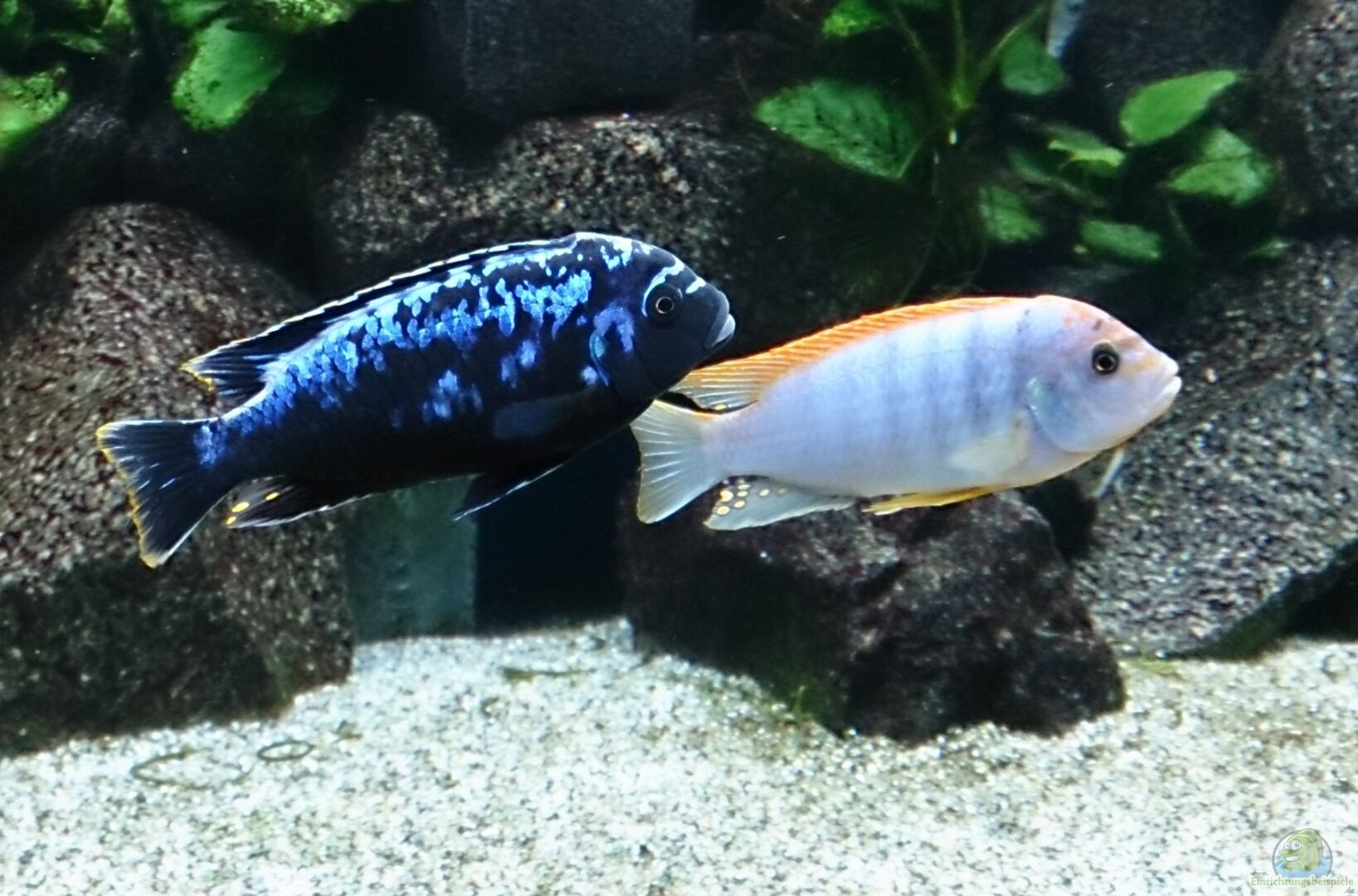 Metriaclima sp. ´msobo´: Alle wichtigen Infos