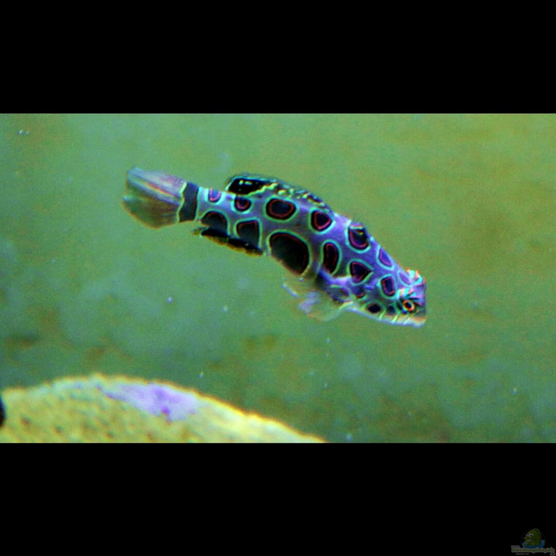Synchiropus splendidus - Mandarinfisch: Alle Infos
