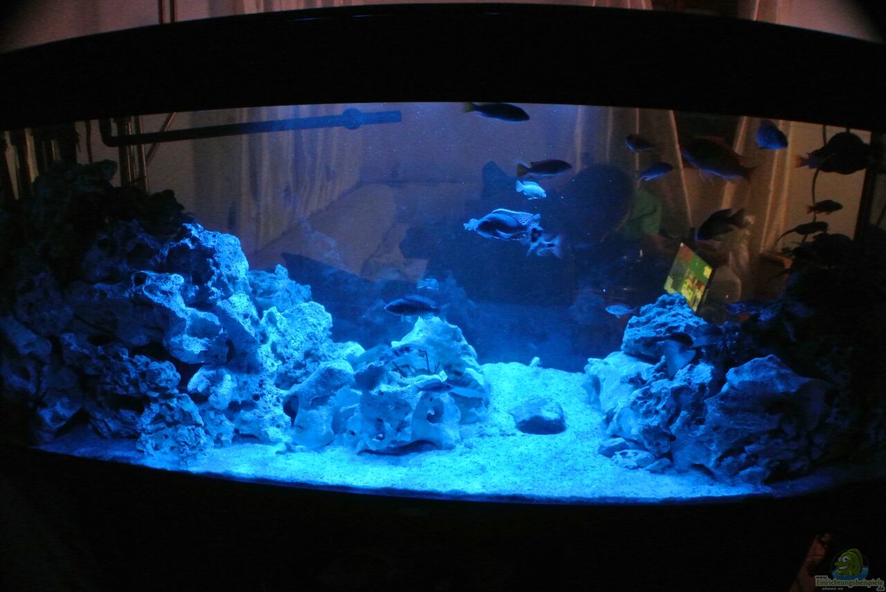 Aquarium von Alsi: Malawi Barsche