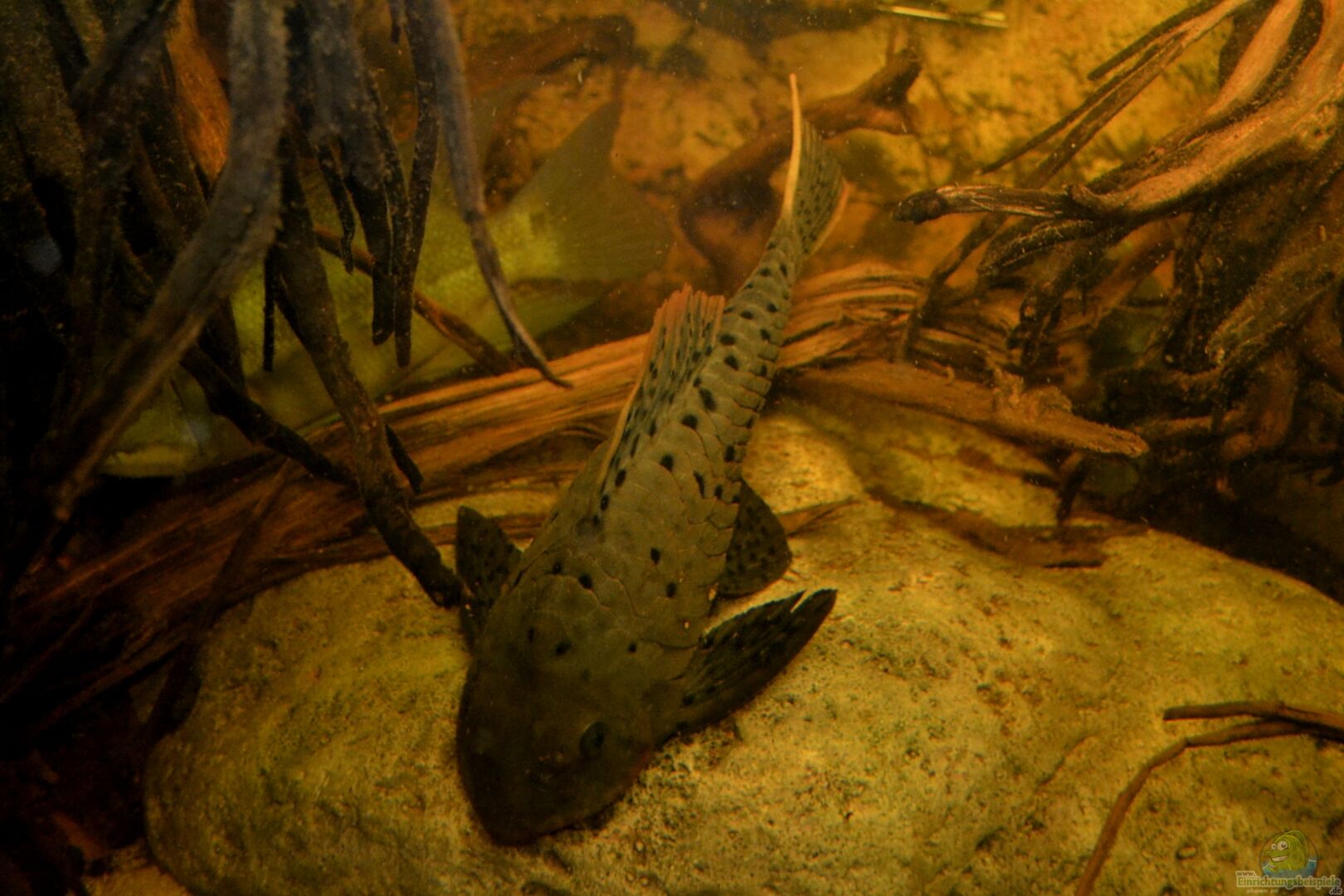 Pseudorinelepis genibarbis - Rotbart Tannenzapfenwels