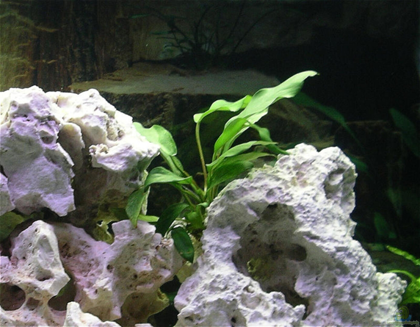 Anubias afzelii - Afzelius Speerblatt: Alle Infos