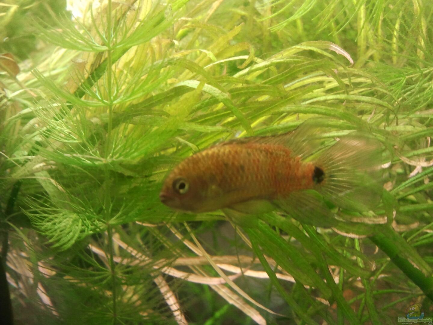 Badis badis - Blaubarsch: Alle wichtigen Infos