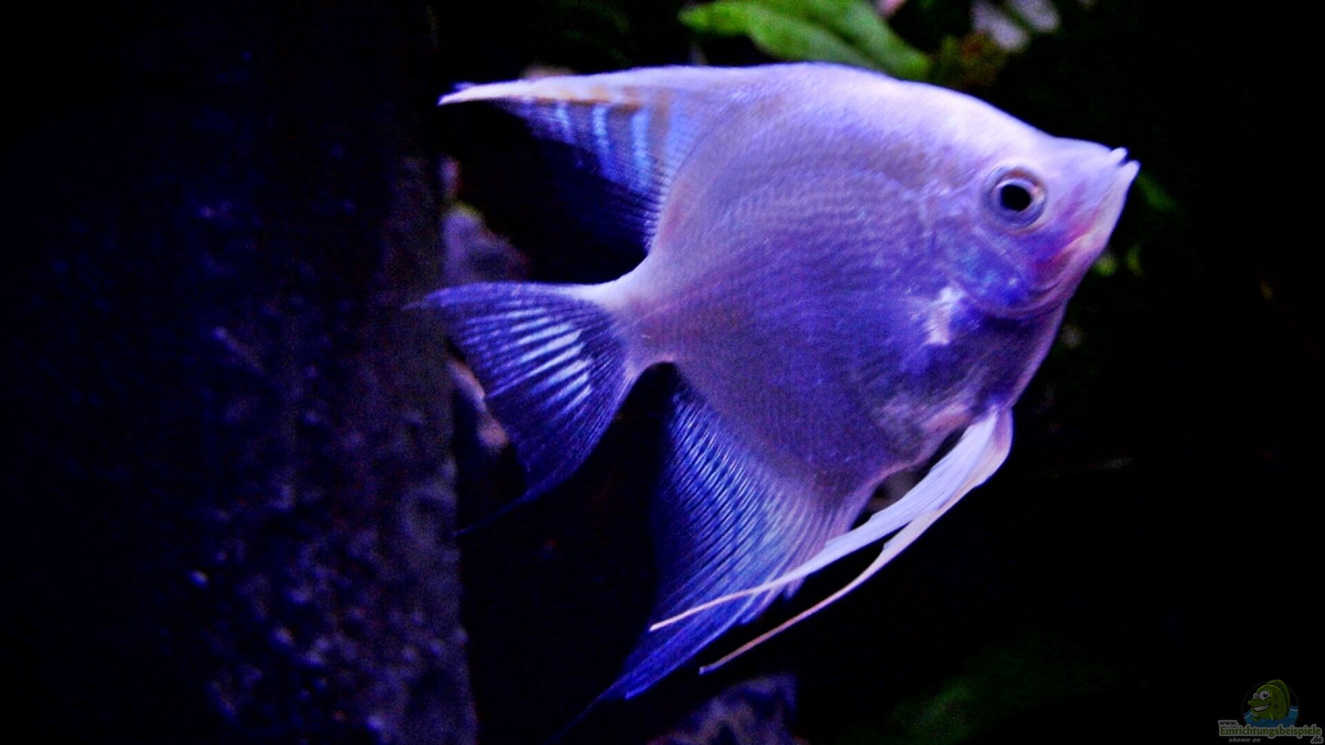 Pterophyllum - Segelflosser: Alle wichtigen Infos