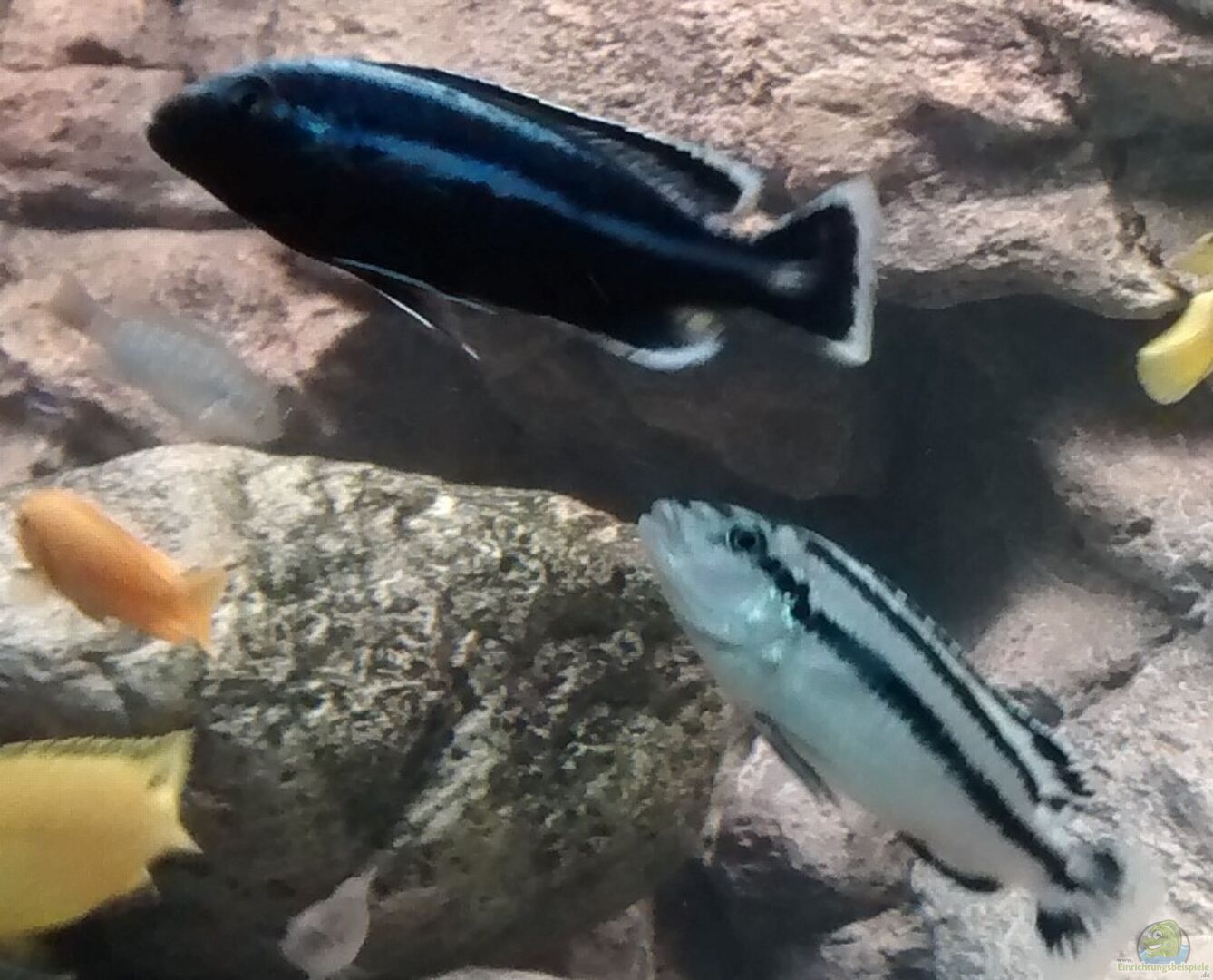Melanochromis parallelus: Alle wichtigen Infos