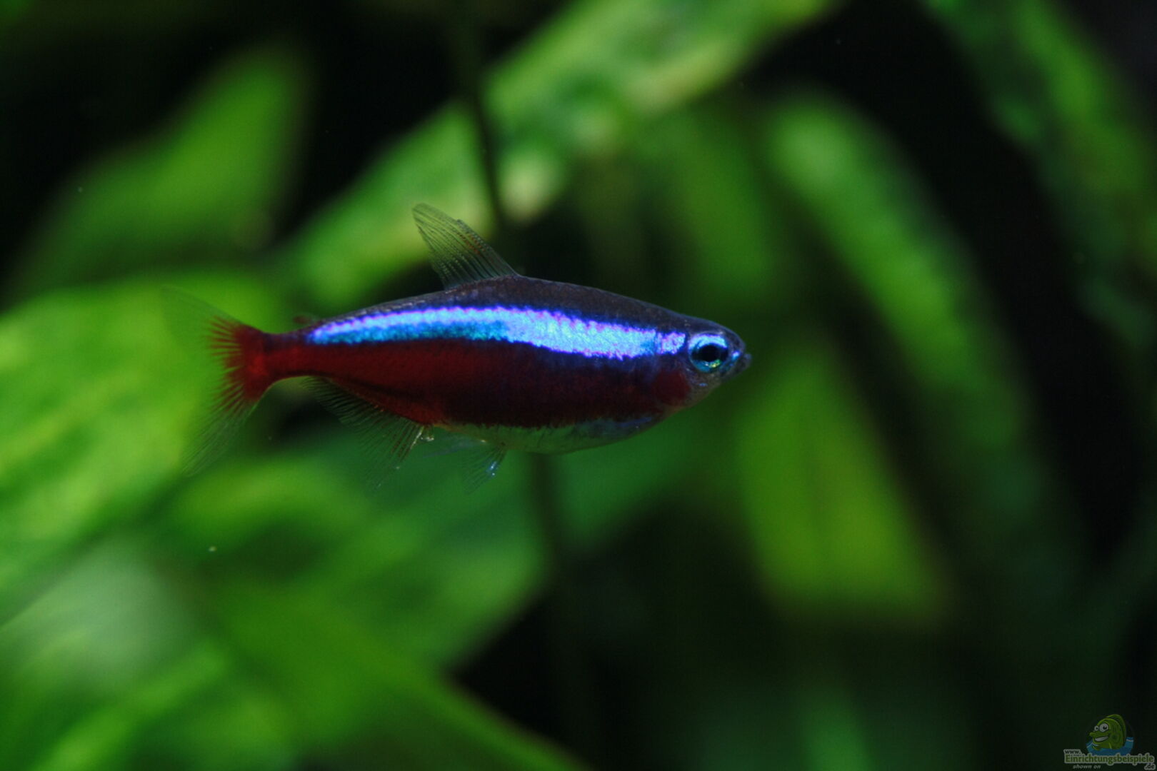 Paracheirodon axelrodi - Roter Neonsalmler: Alle Infos