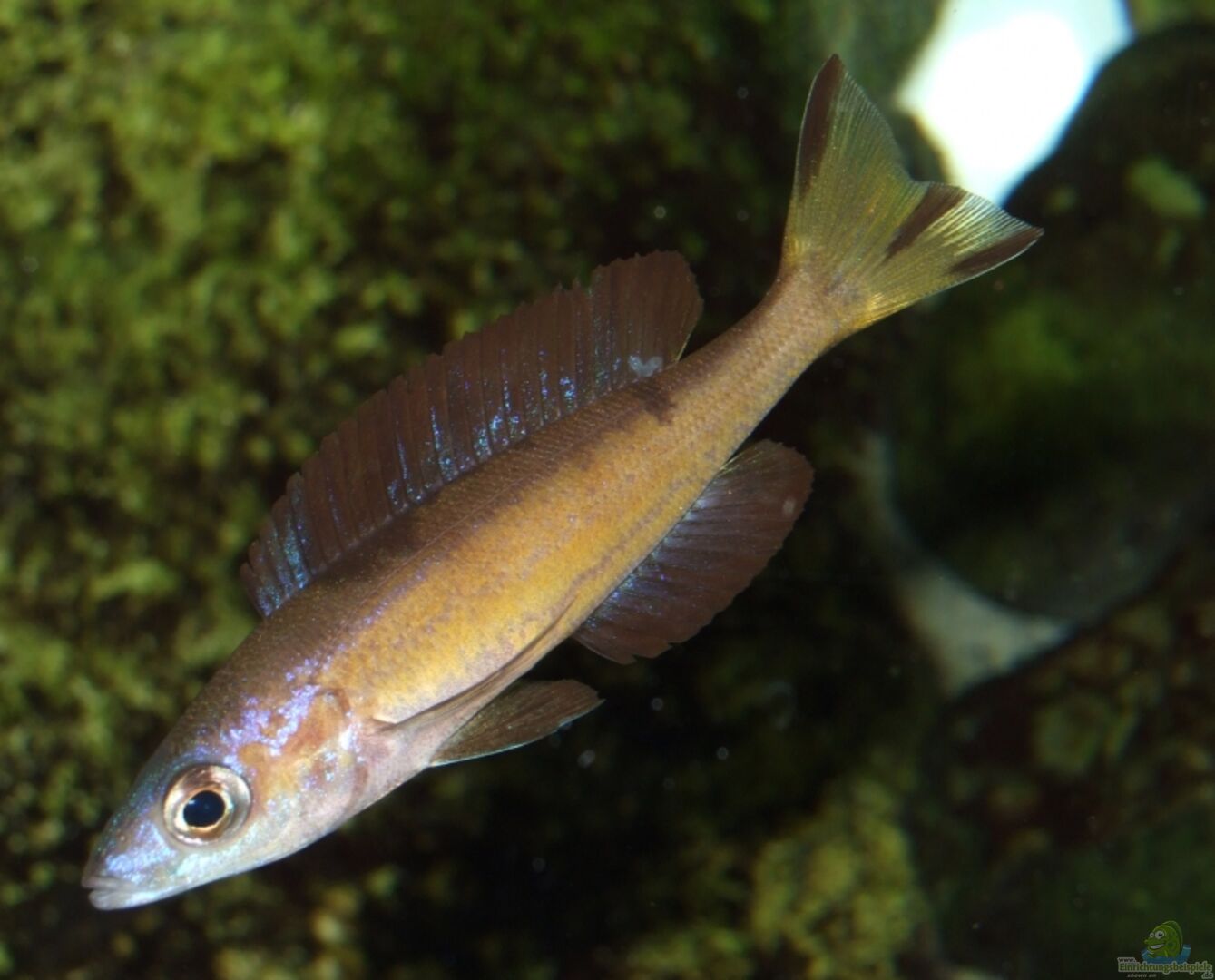 Cyprichromis microlepidotus: Alle wichtigen Infos
