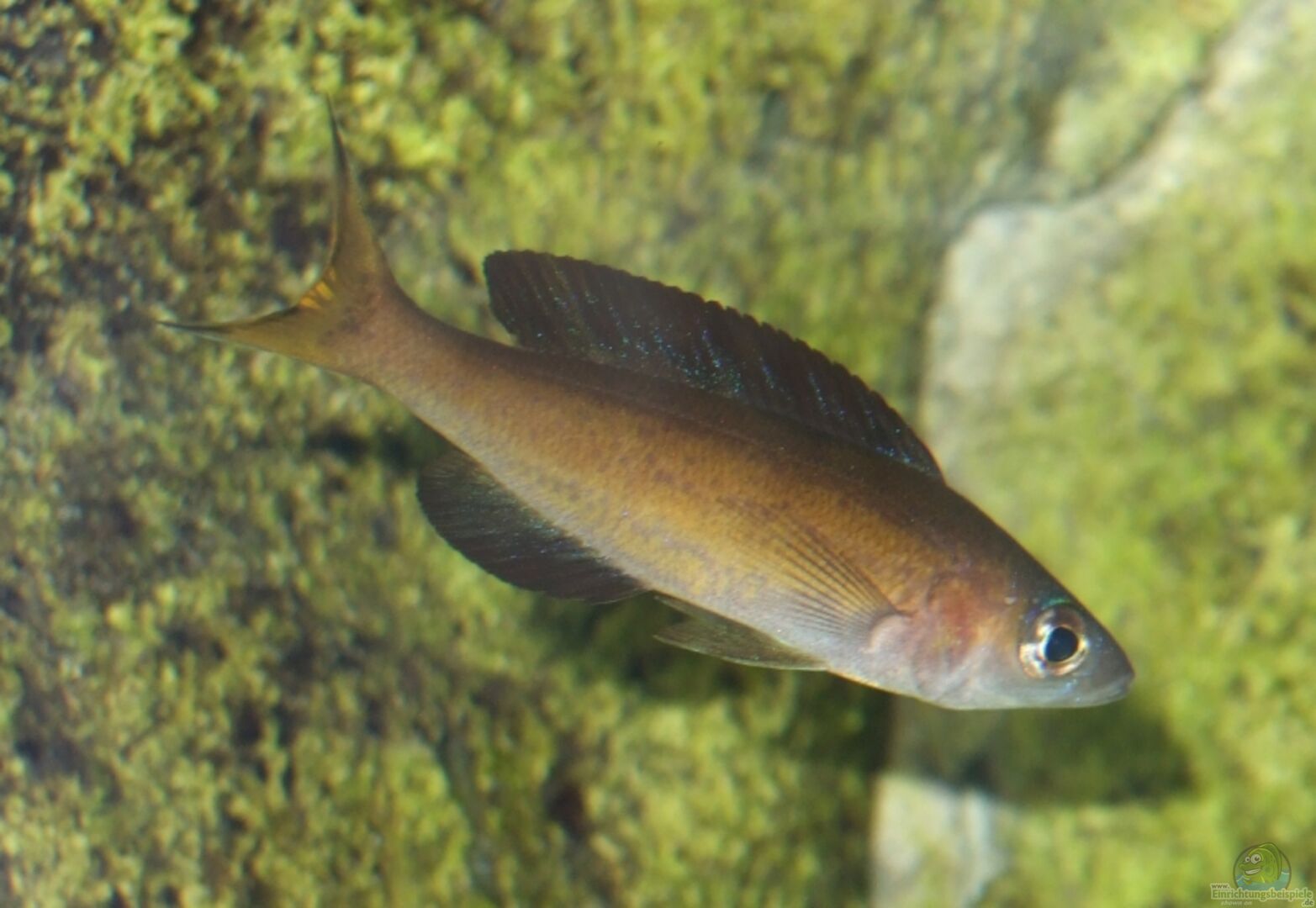 Cyprichromis microlepidotus: Alle wichtigen Infos