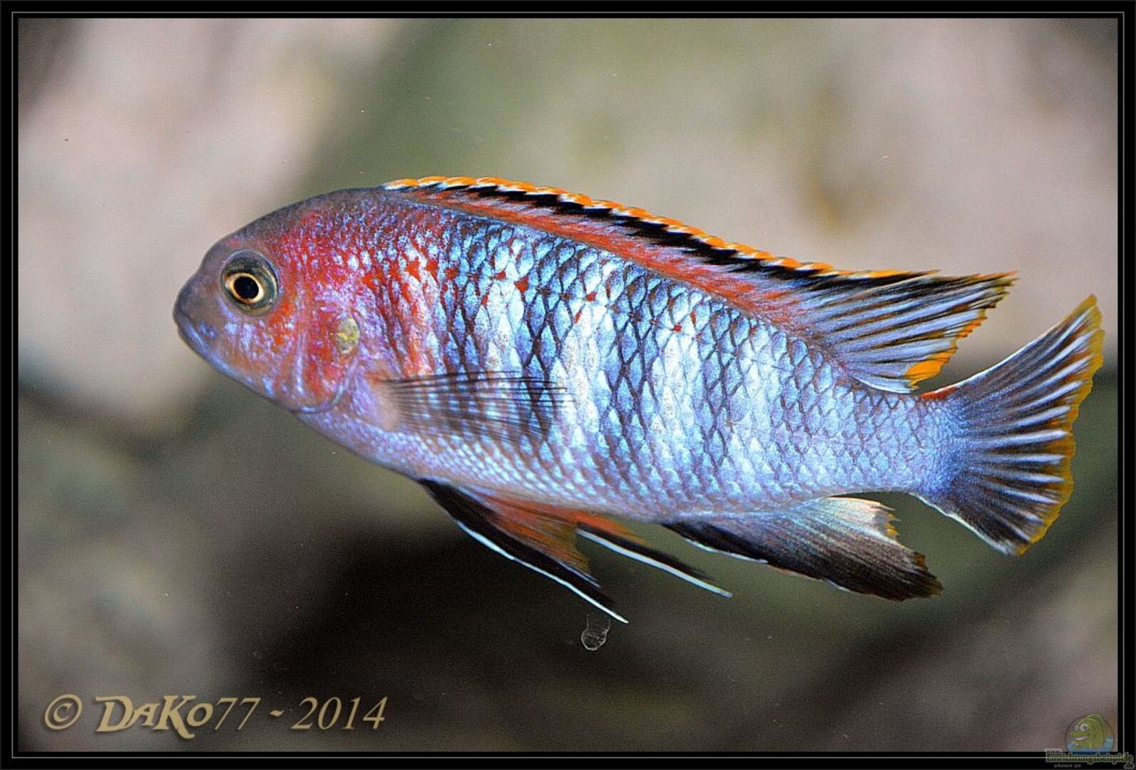 Tropheops-Arten: Alle wichtigen Infos