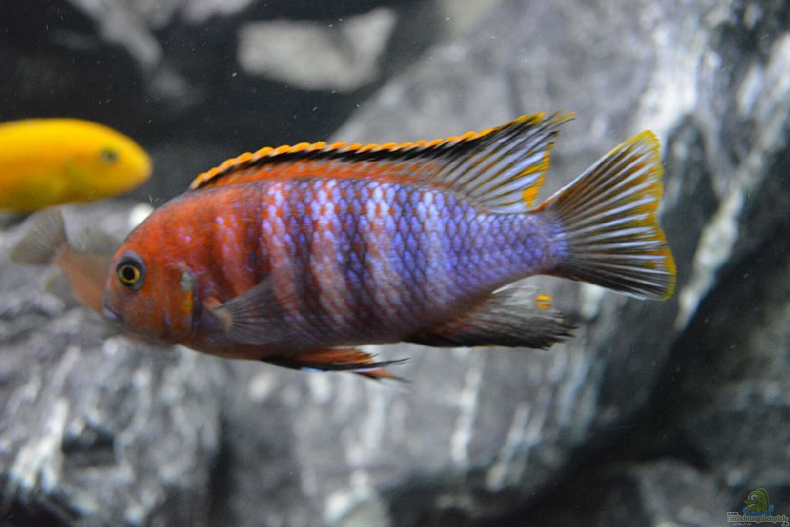 Tropheops-Arten: Alle wichtigen Infos