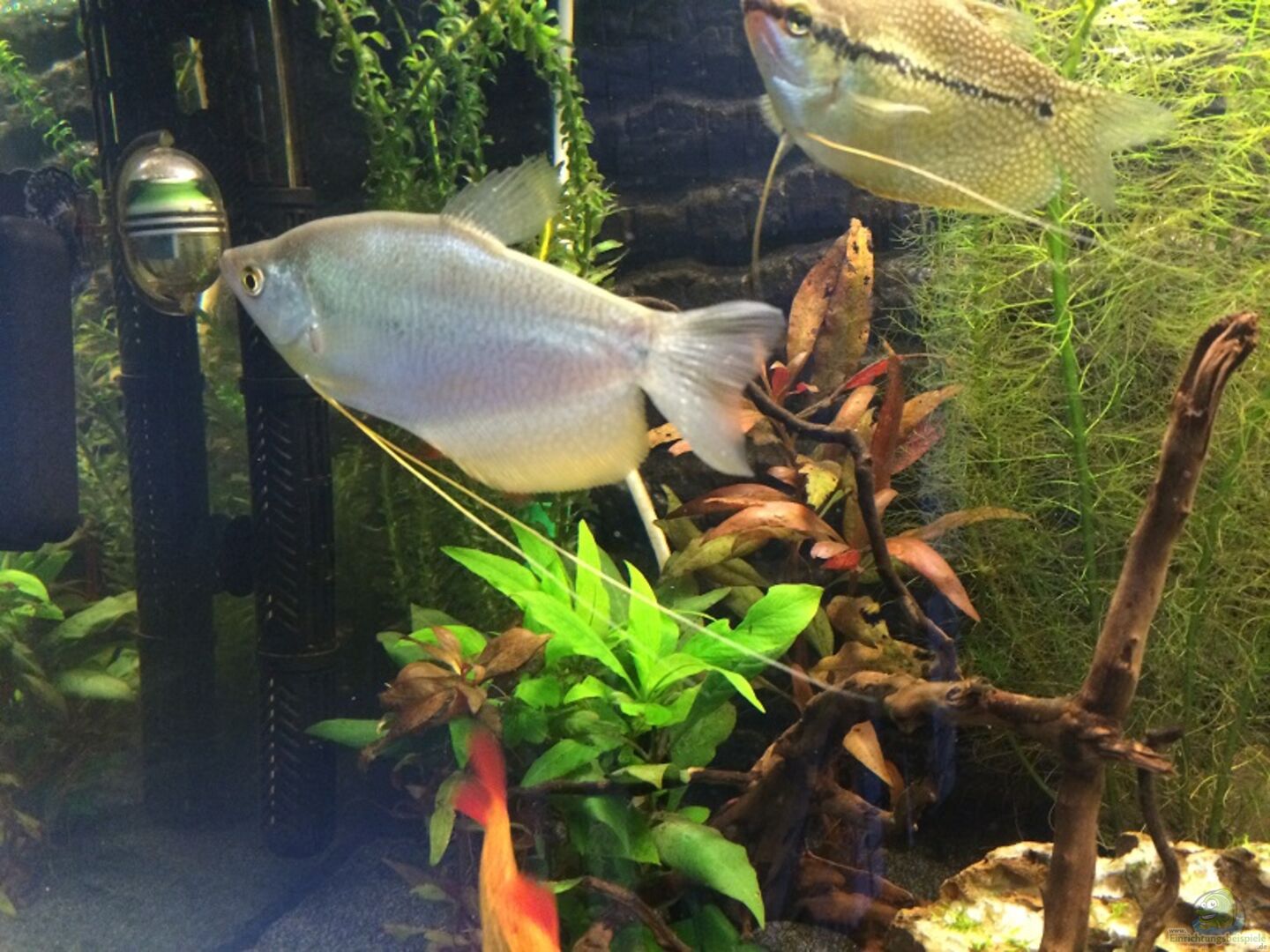 Trichogaster microlepis - Mondschein-Gurami: Alle Infos