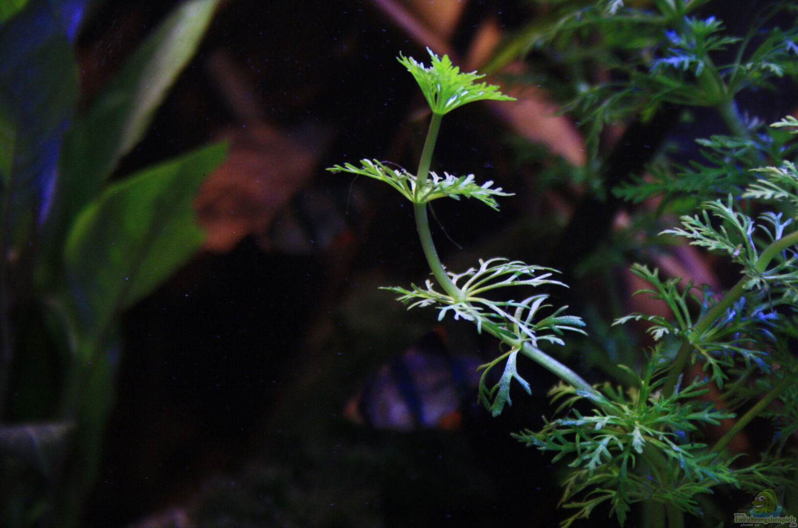 Limnophila Sessiliflora