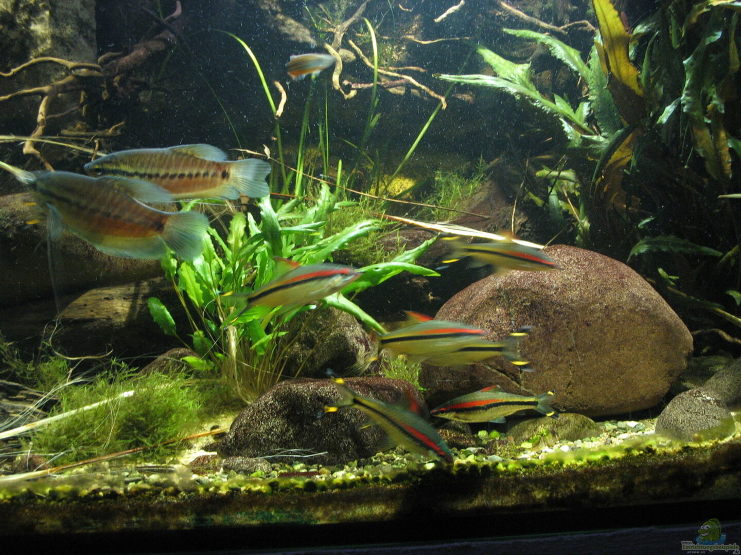 Puntius denisonii - Denisonbarbe: Alle wichtigen Infos