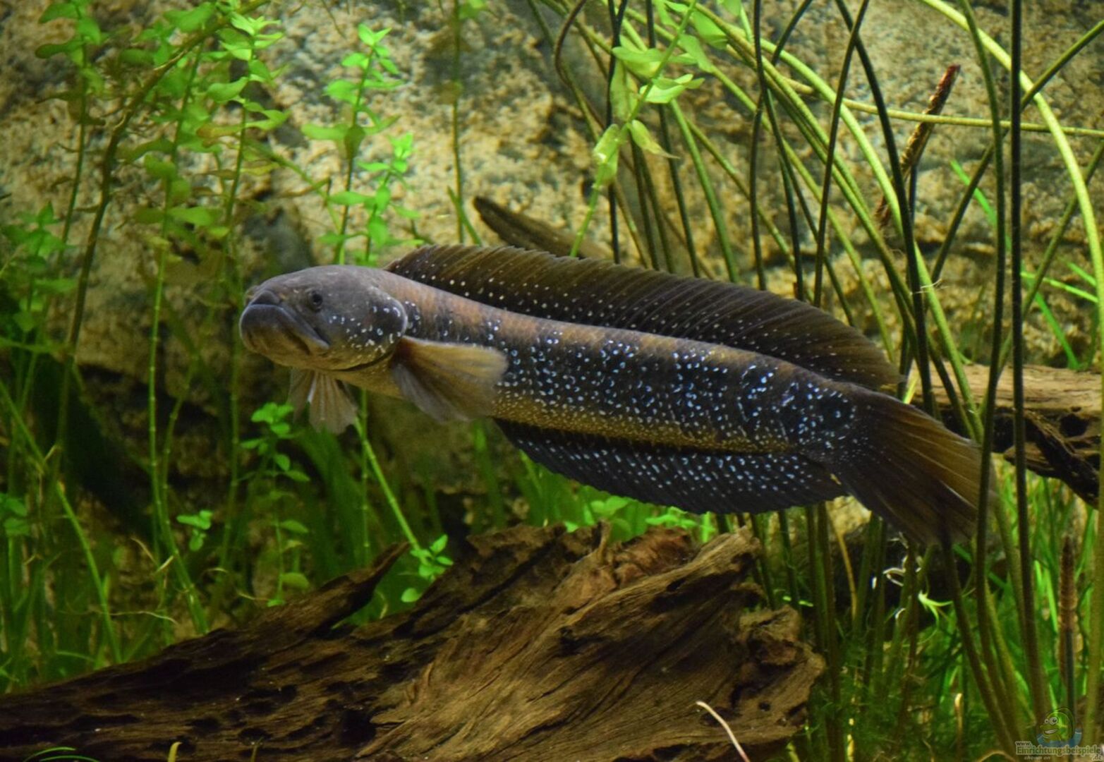 Channa asiatica - Asiatischer Schlangenkopffisch