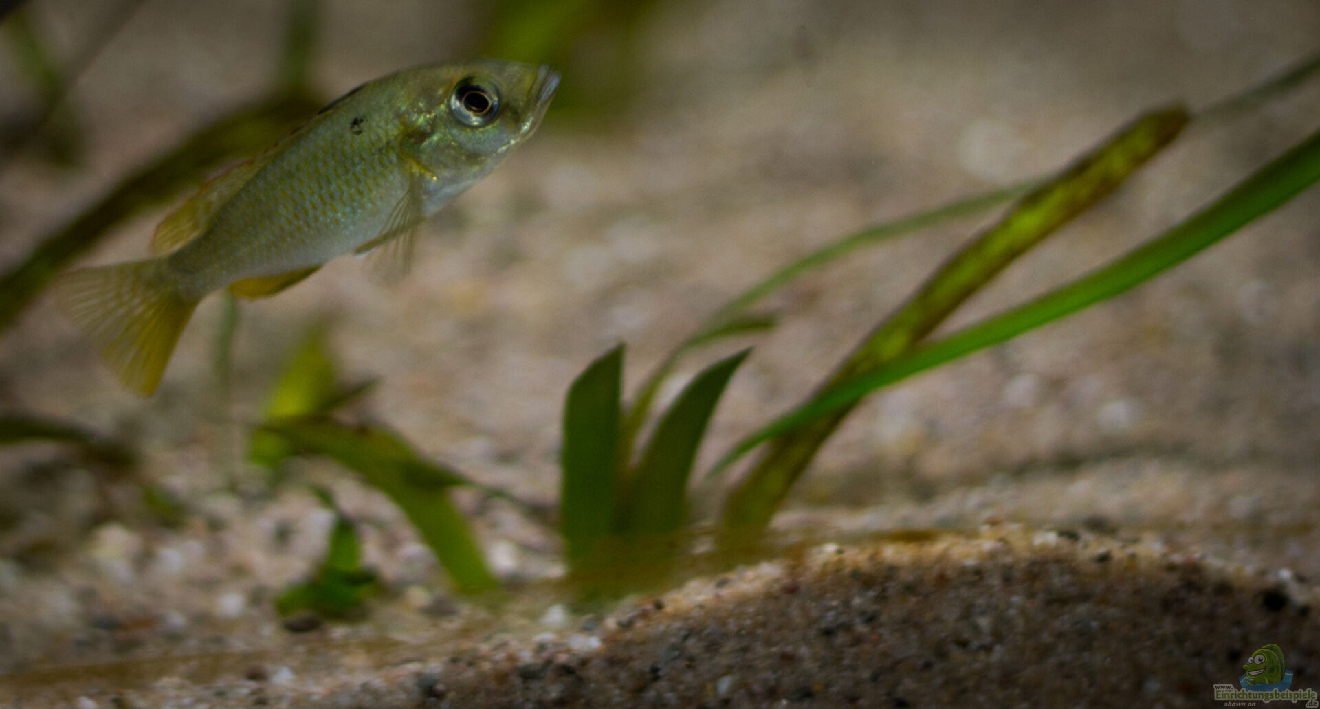 Astatotilapia calliptera: Alle wichtigen Infos