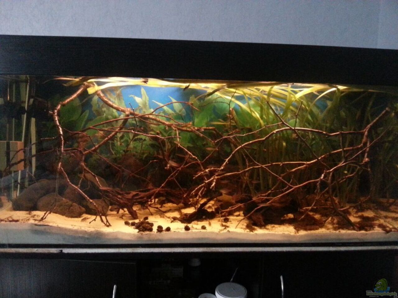 Aquarium von David Hartleib: Schwarzwasser-Biotop