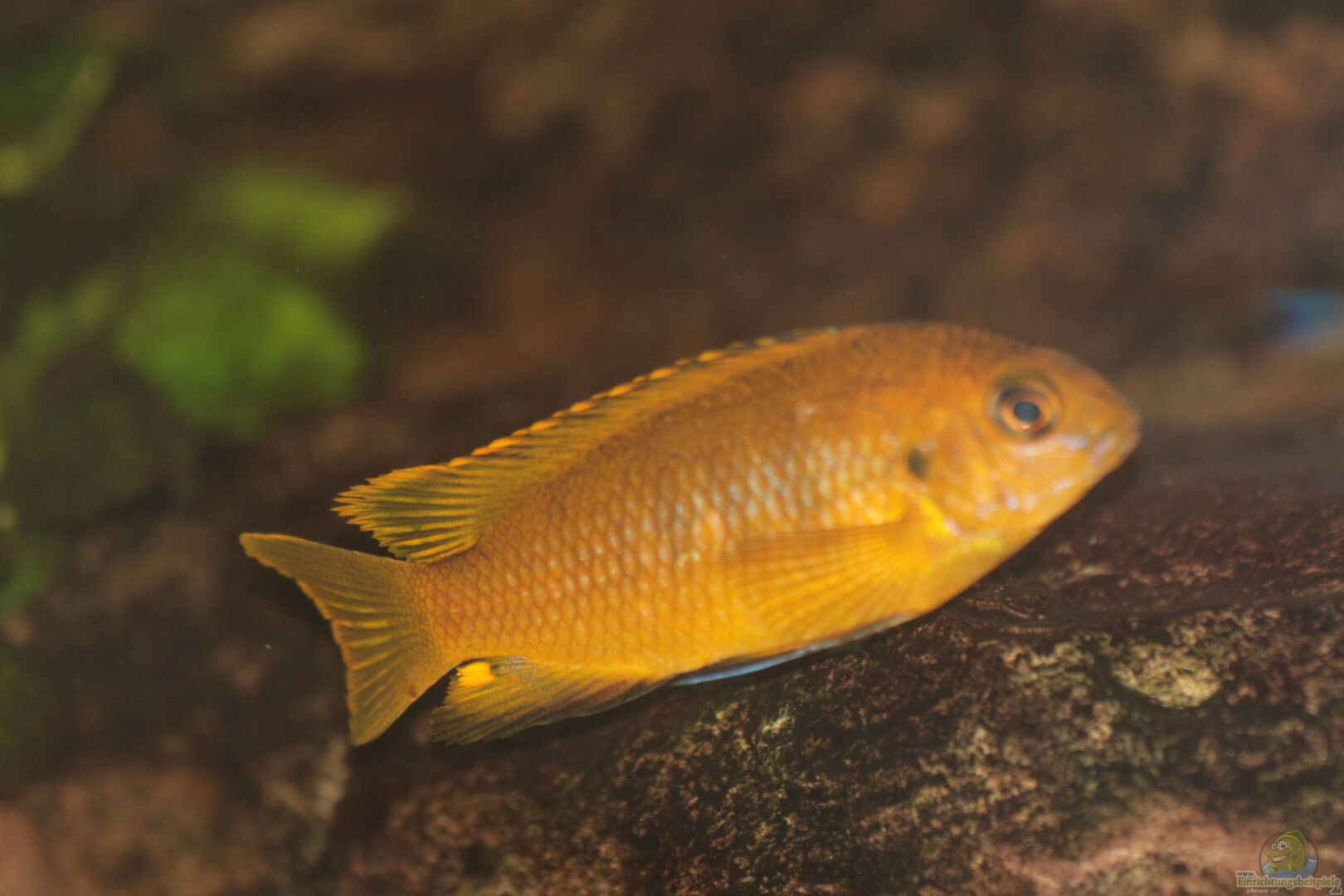 Tropheops sp. Chilumba: Alle wichtigen Infos