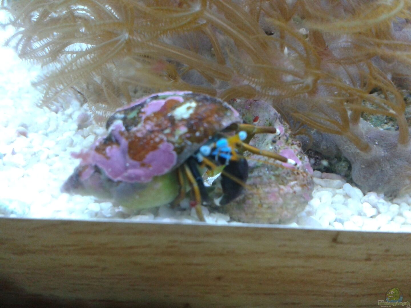 Calcinus laevimanus - Großscheren-Einsiedlerkrebs