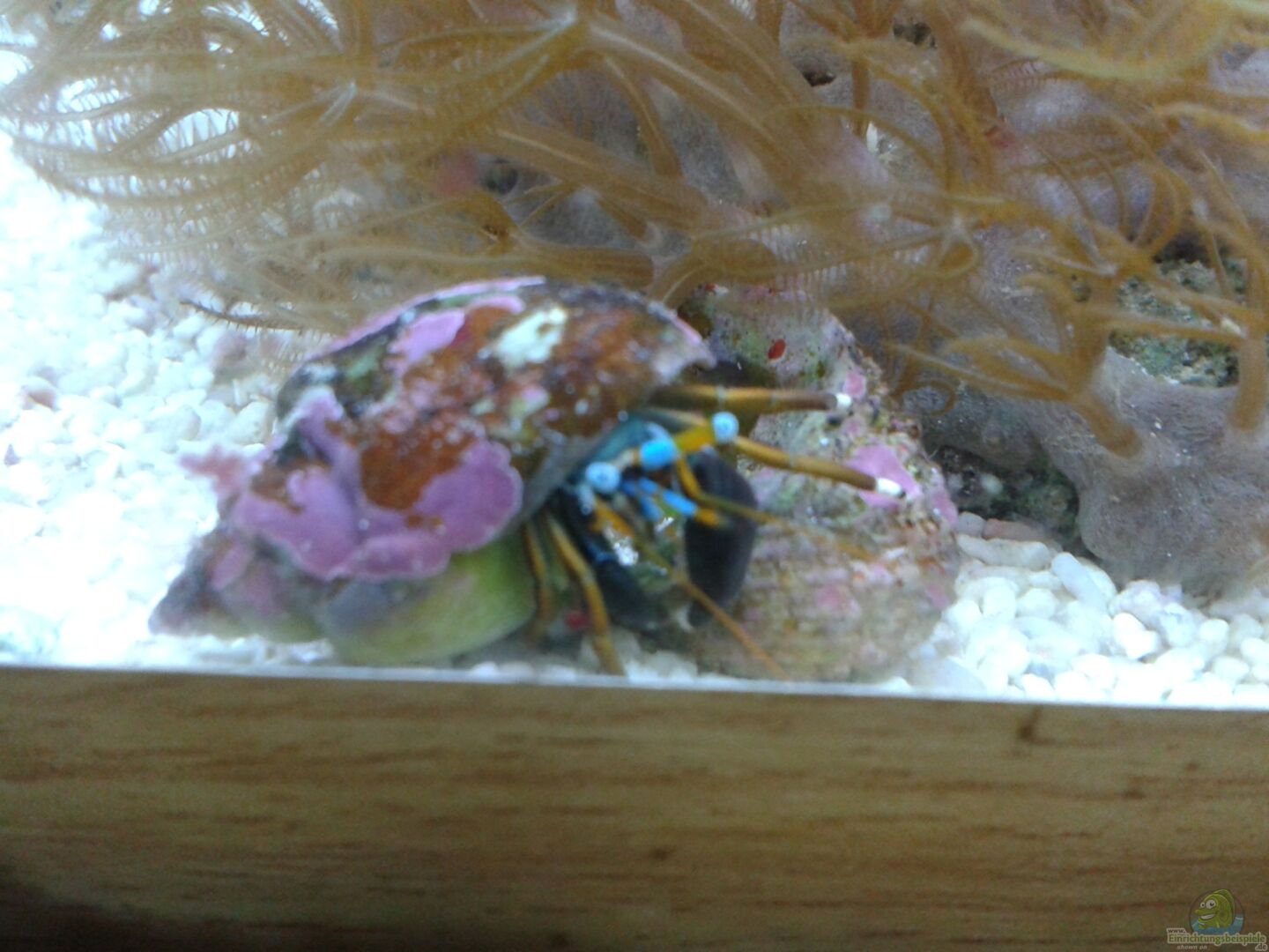 Calcinus laevimanus - Großscheren-Einsiedlerkrebs