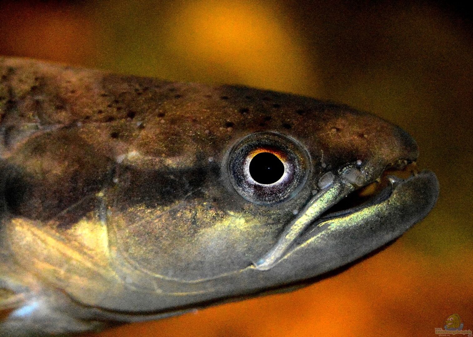 Erythrinus erythrinus - Blauer Raubsalmler: Alle Infos