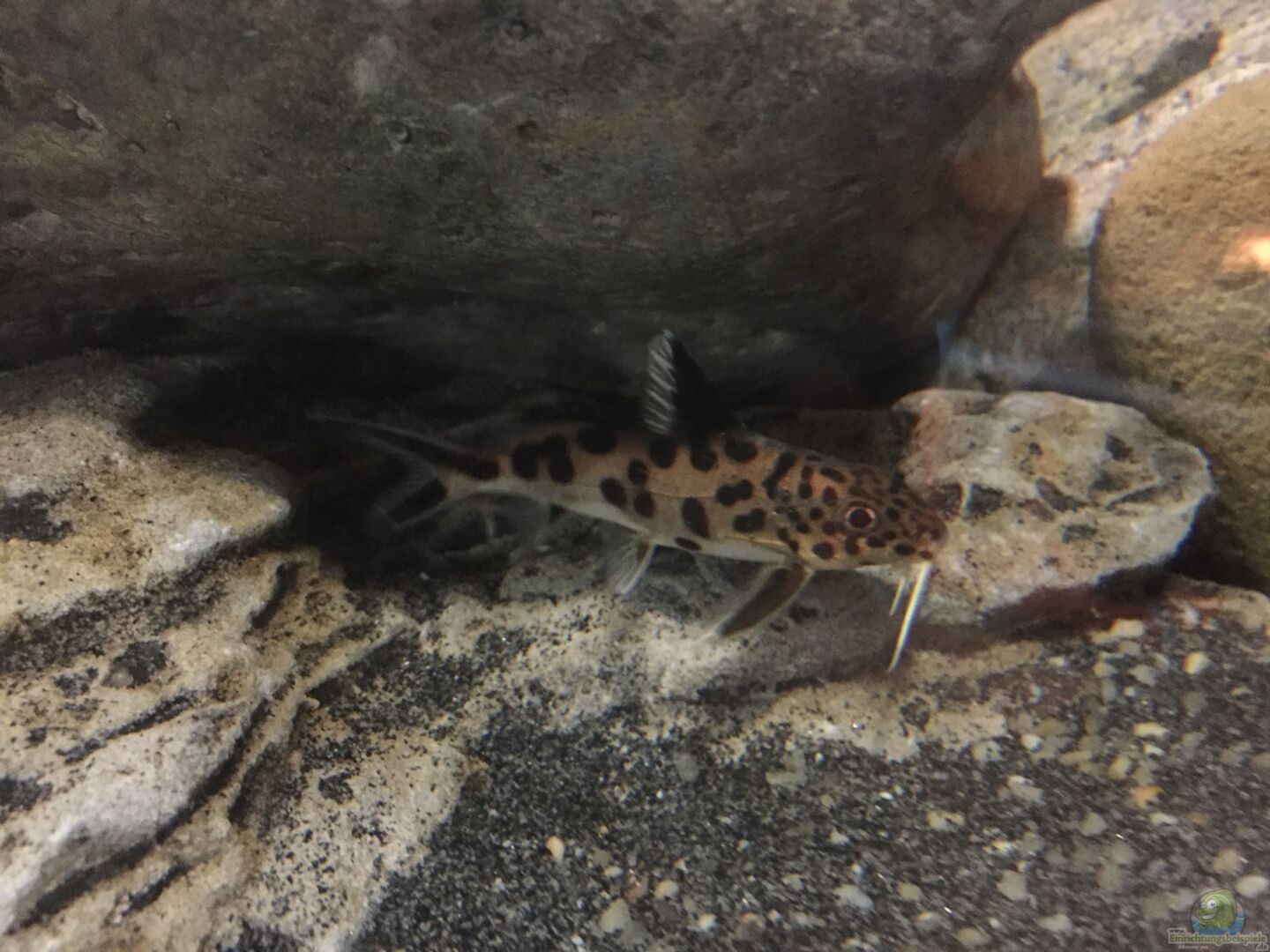 Synodontis multipunctatus - Vielpunkt-Kuckuckswels