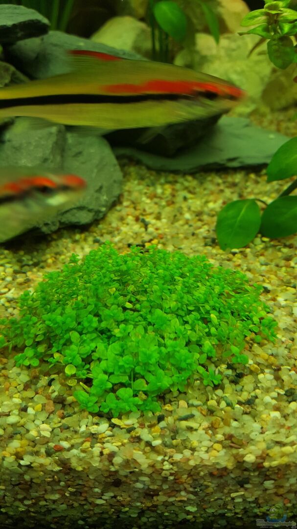 Puntius denisonii - Denisonbarbe: Alle wichtigen Infos