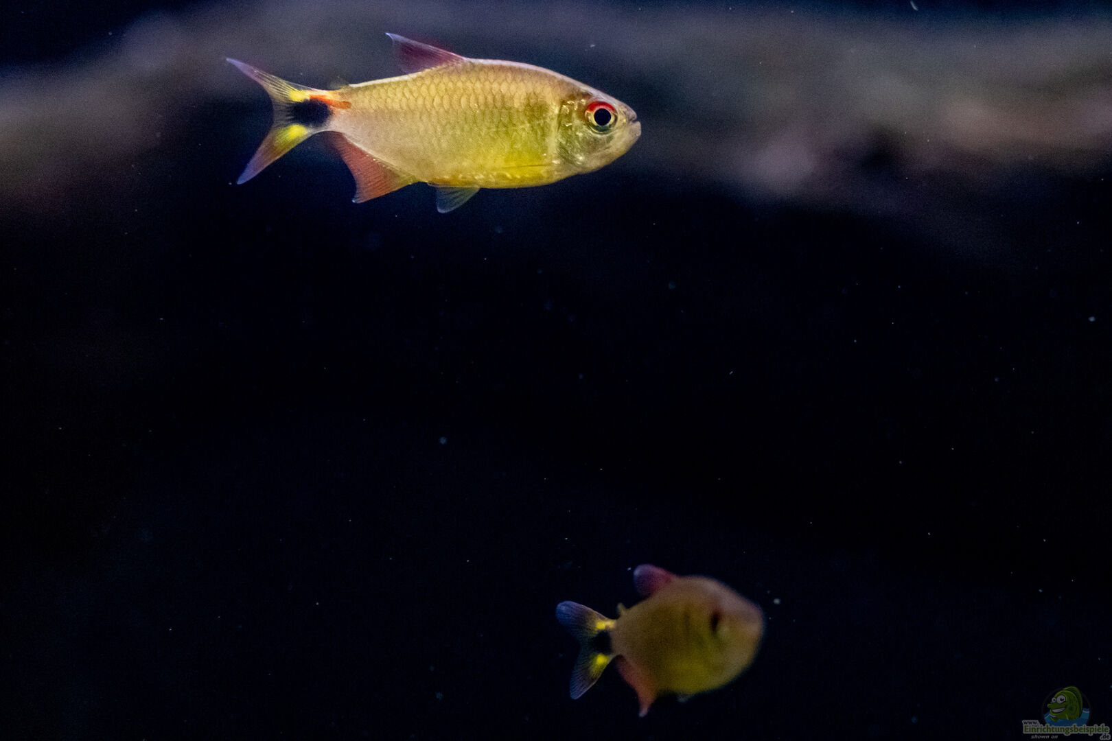 Moenkhausia: Alle wichtigen Infos