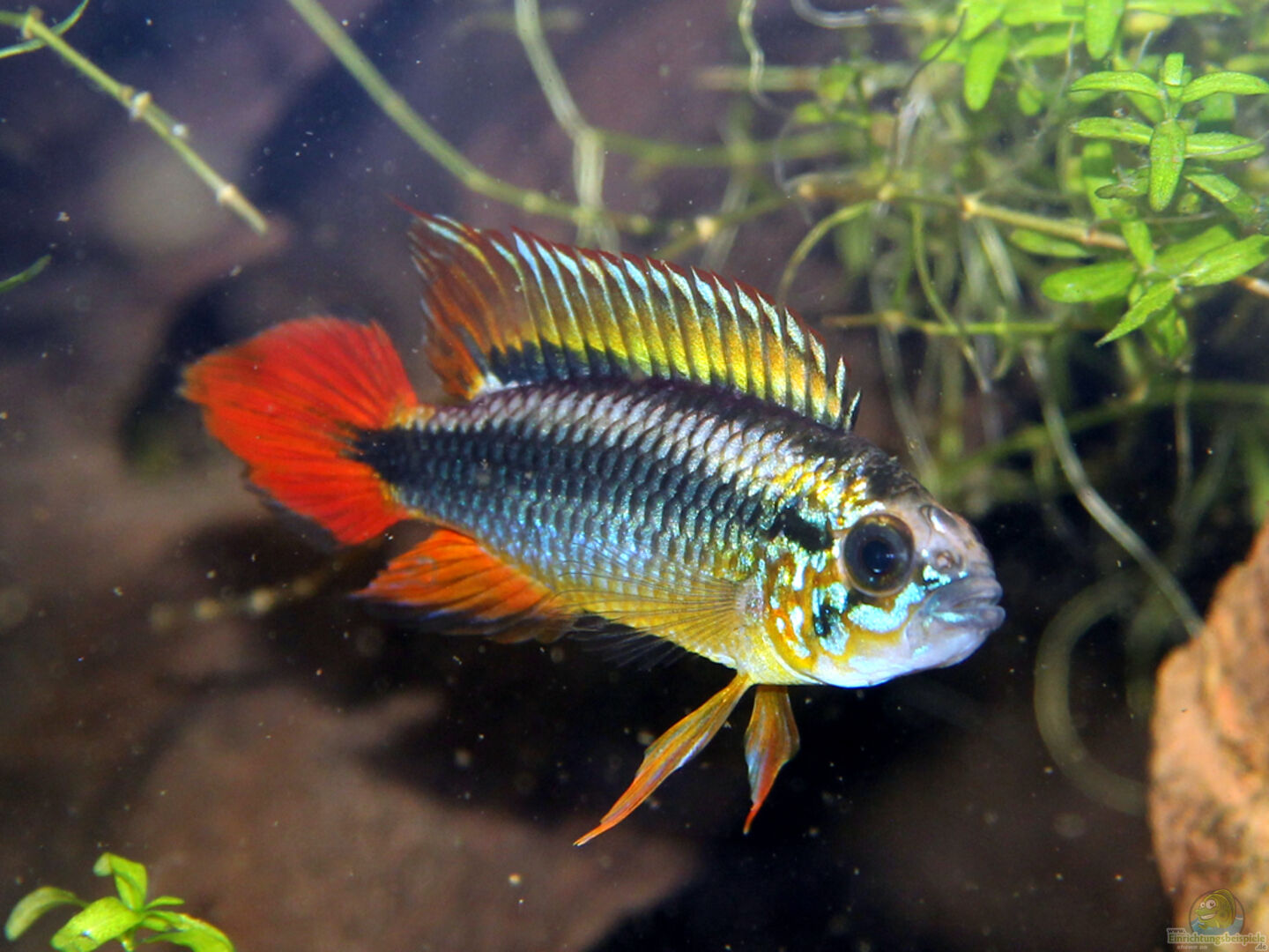 Apistogramma: Alle wichtigen Infos