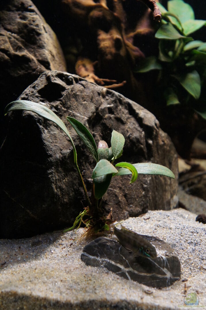 Anubias afzelii - Afzelius Speerblatt: Alle Infos