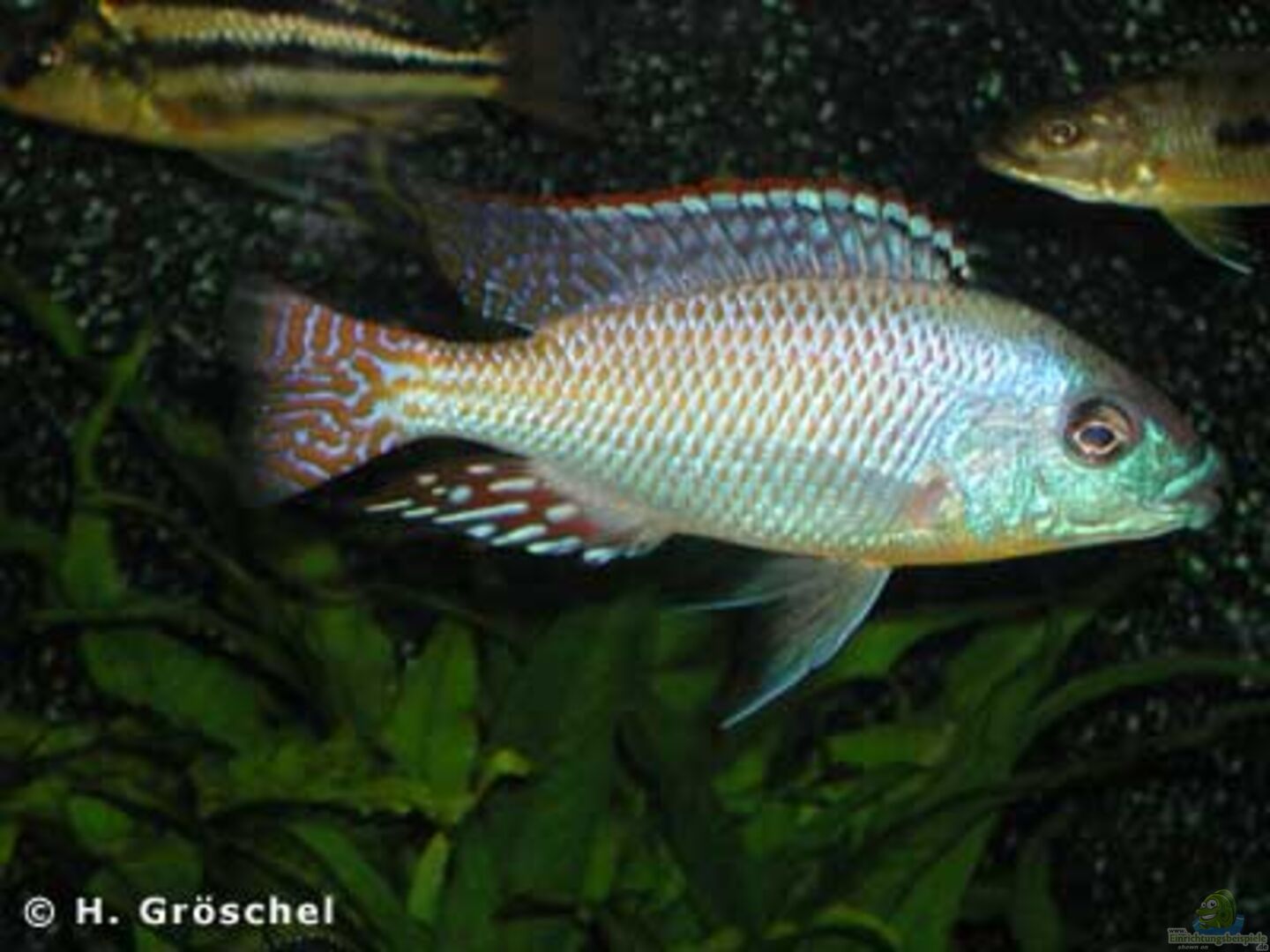 Chilotilapia euchilus - Cheilochromis euchilus