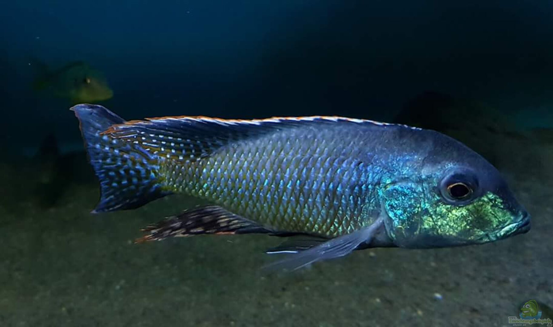 Lethrinops leptodon: Alle wichtigen Infos